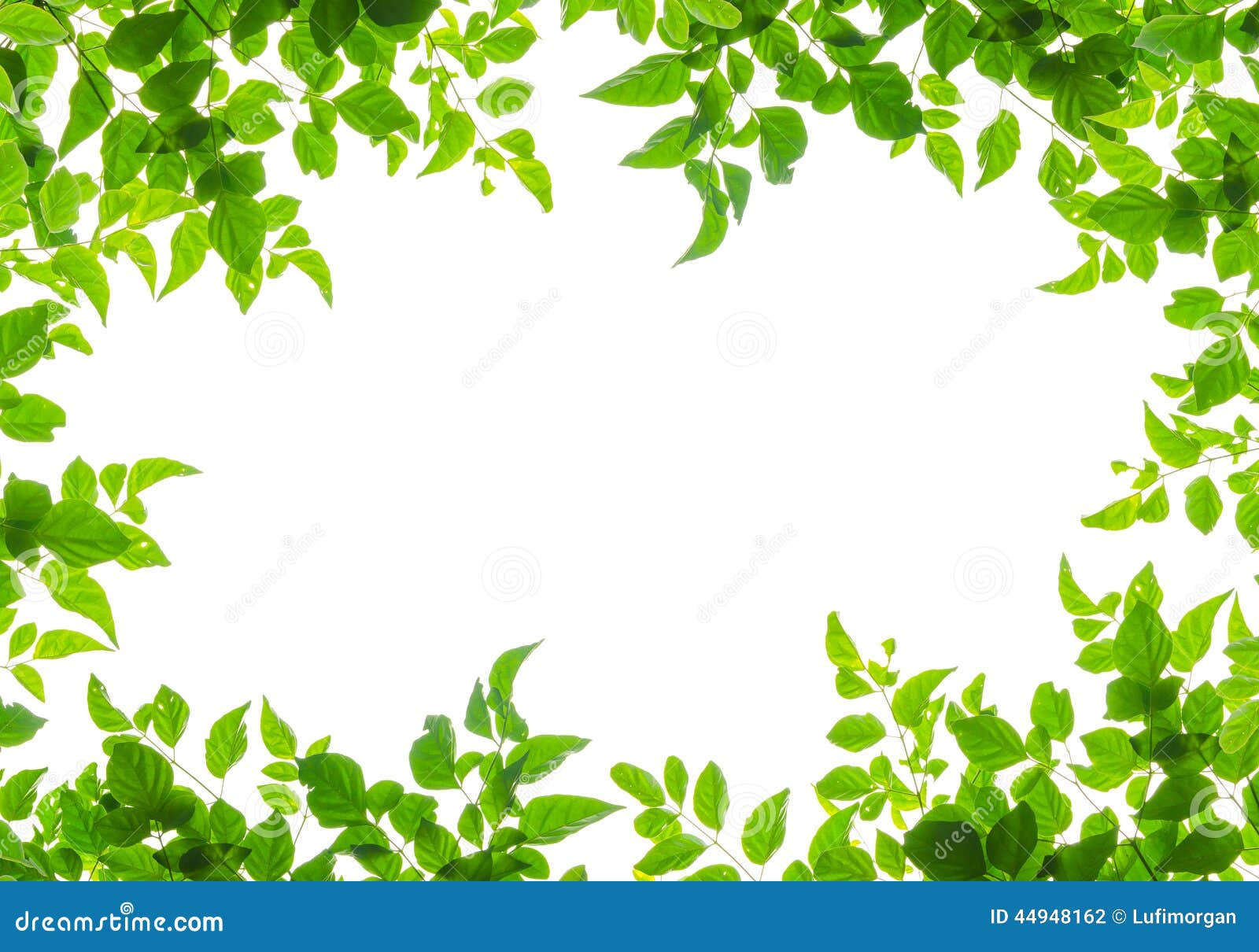 Green leaf fream stock photo. Image of garden, macro - 44948162