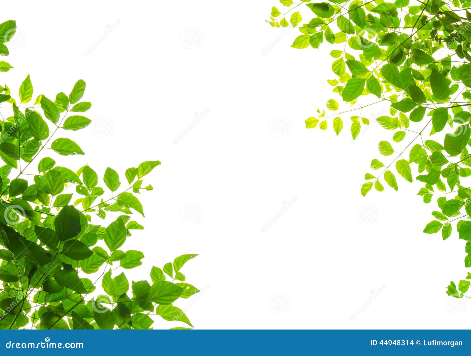 Green leaf fream stock photo. Image of greenery, foliage - 44948314