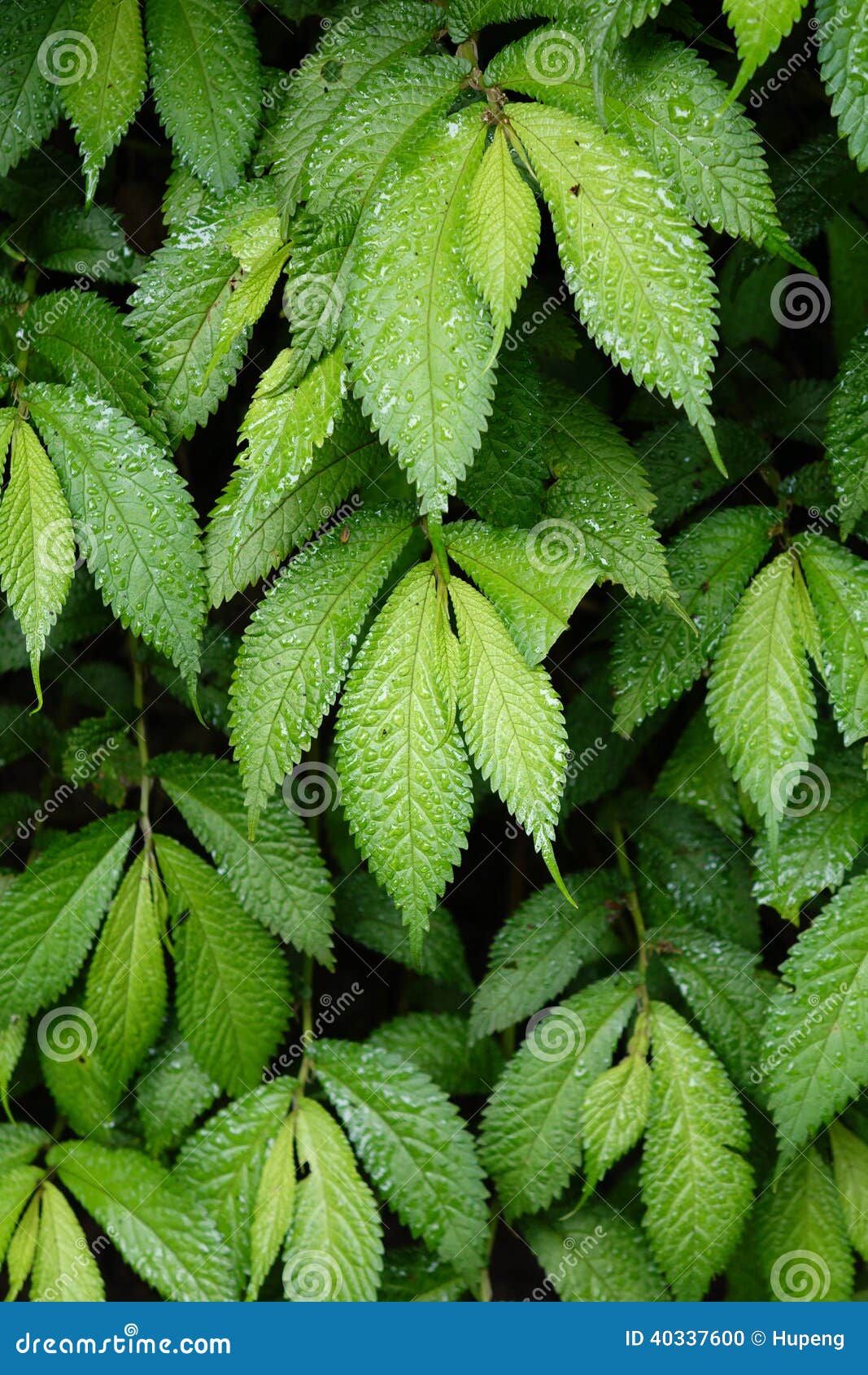 Green leaf stock photo. Image of closeup, details, forest - 40337600