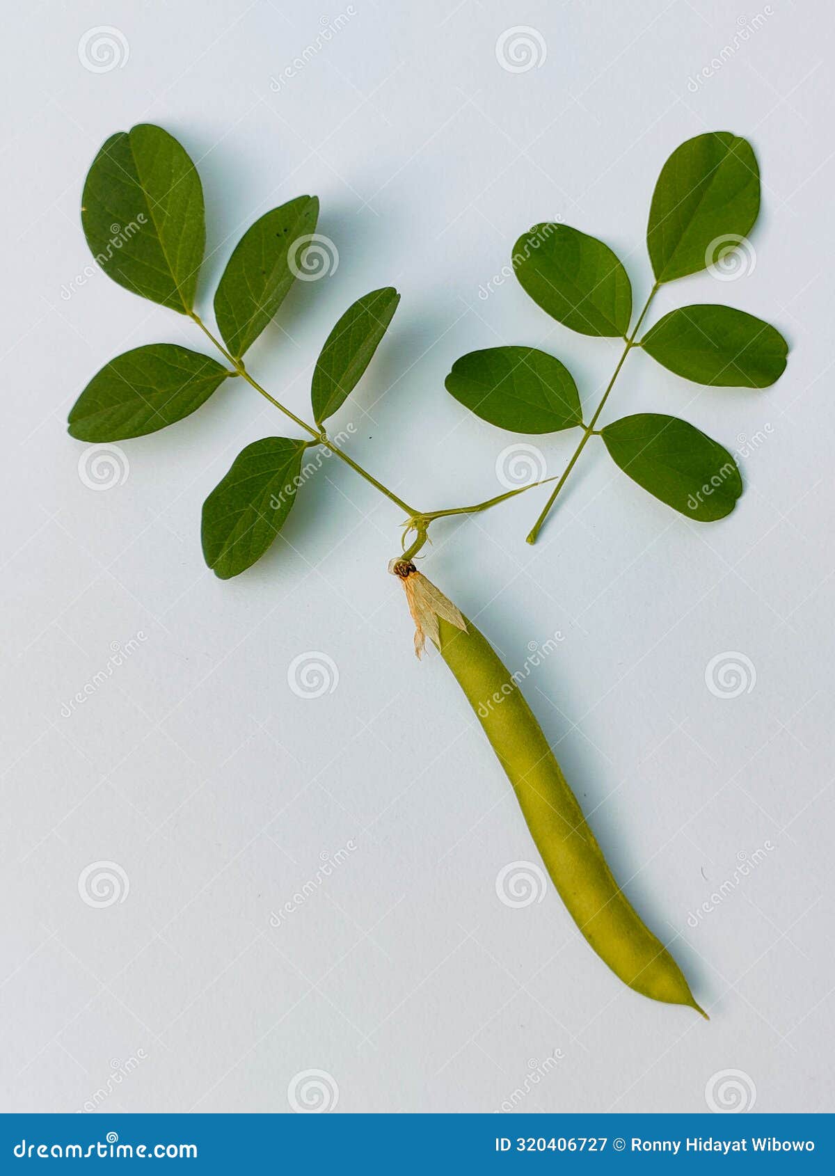 A Green Leaf and Fruit of the Clitoria Ternatea Plant. Stock Image ...