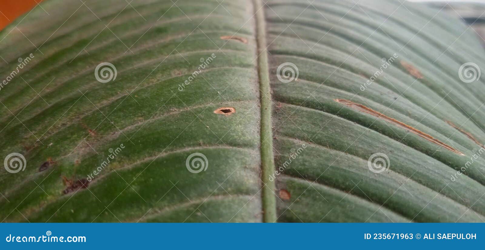 A Green Leaf Full of Dull Dust and Holes Stock Image - Image of holes ...