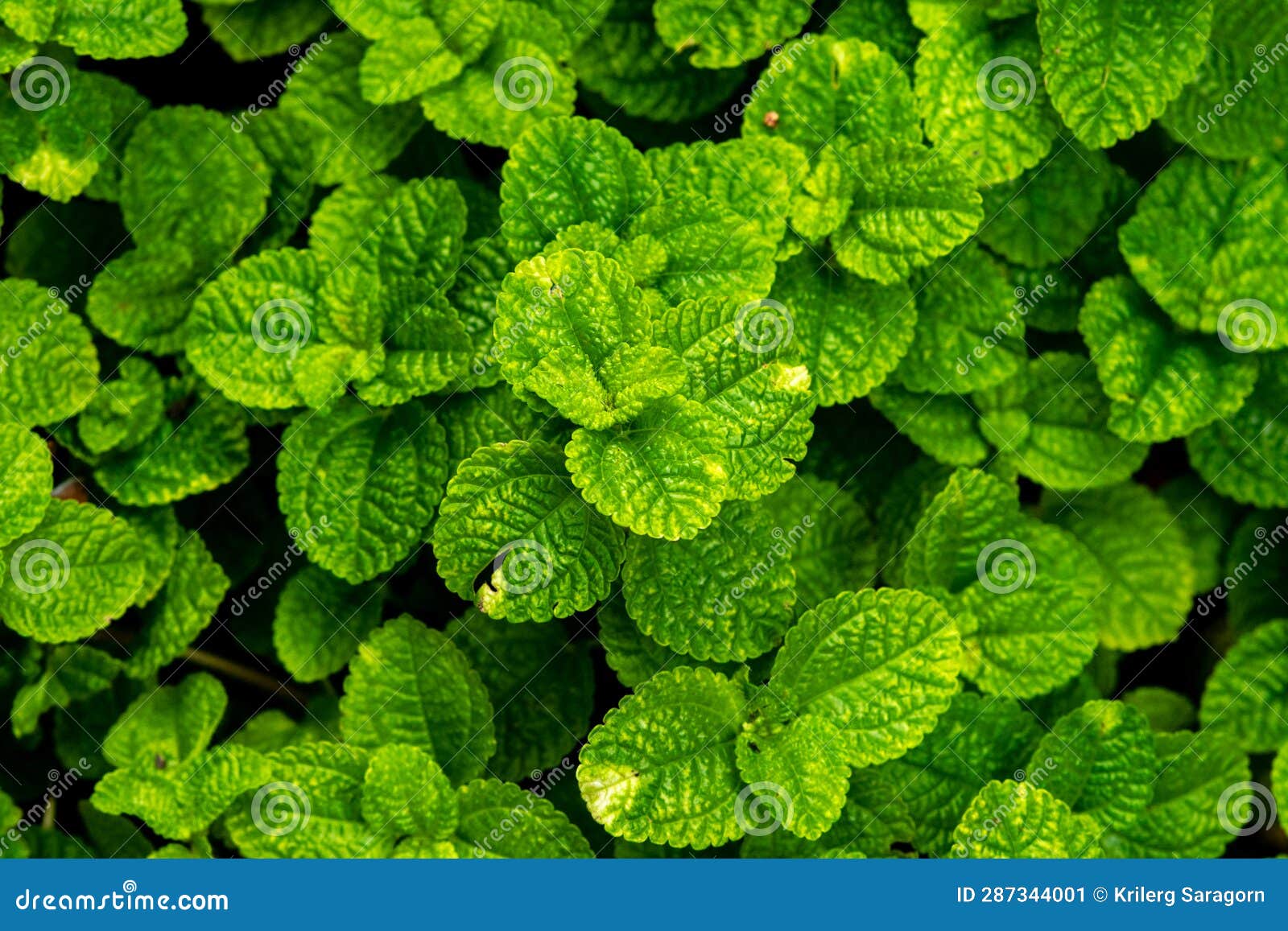 Green leaf in the garden. stock image. Image of soil - 287344001
