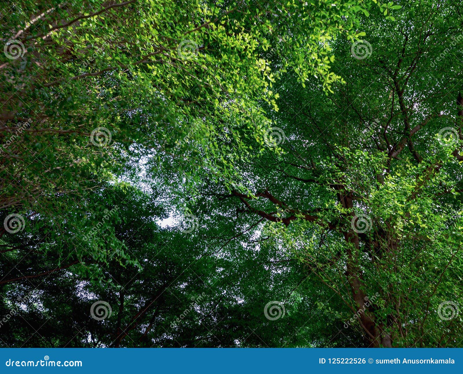 Green Leaf on the Giant Tree Stock Photo - Image of growth, plant ...