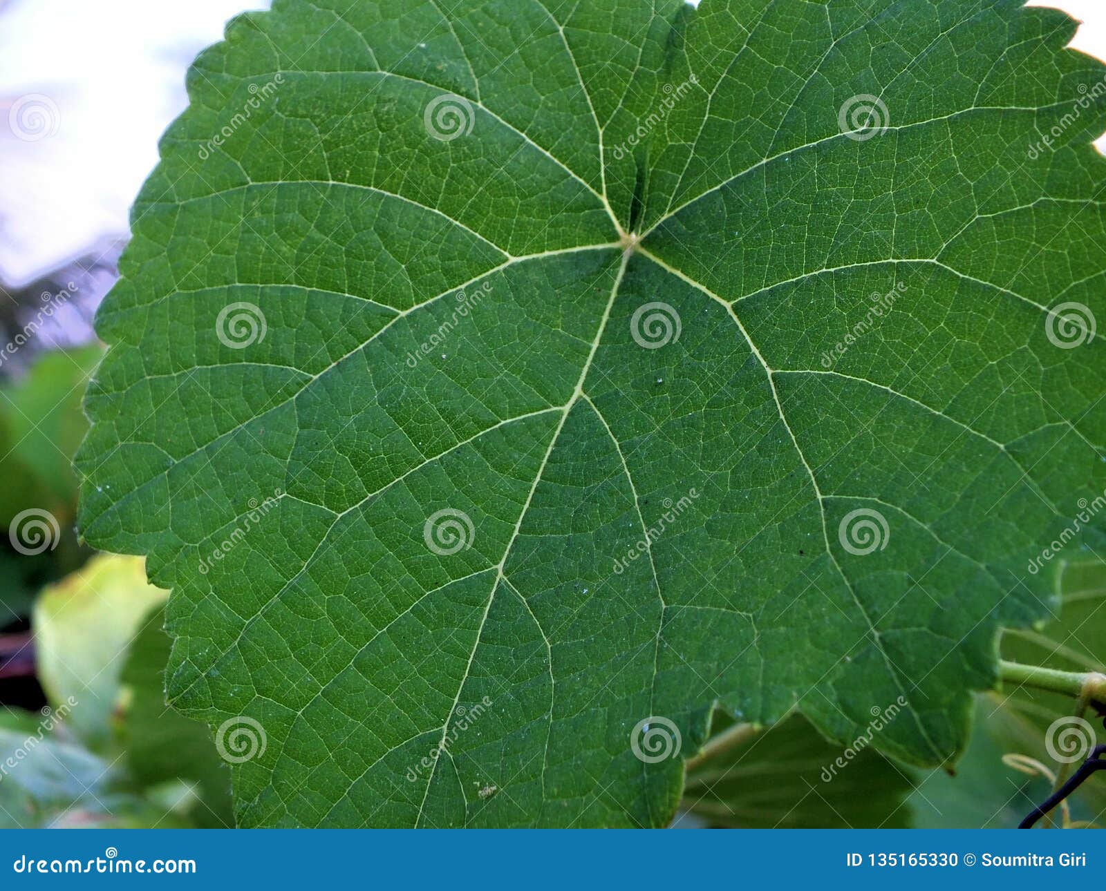 Green Grapes leaf stock photo. Image of grapes, leaf - 135165330