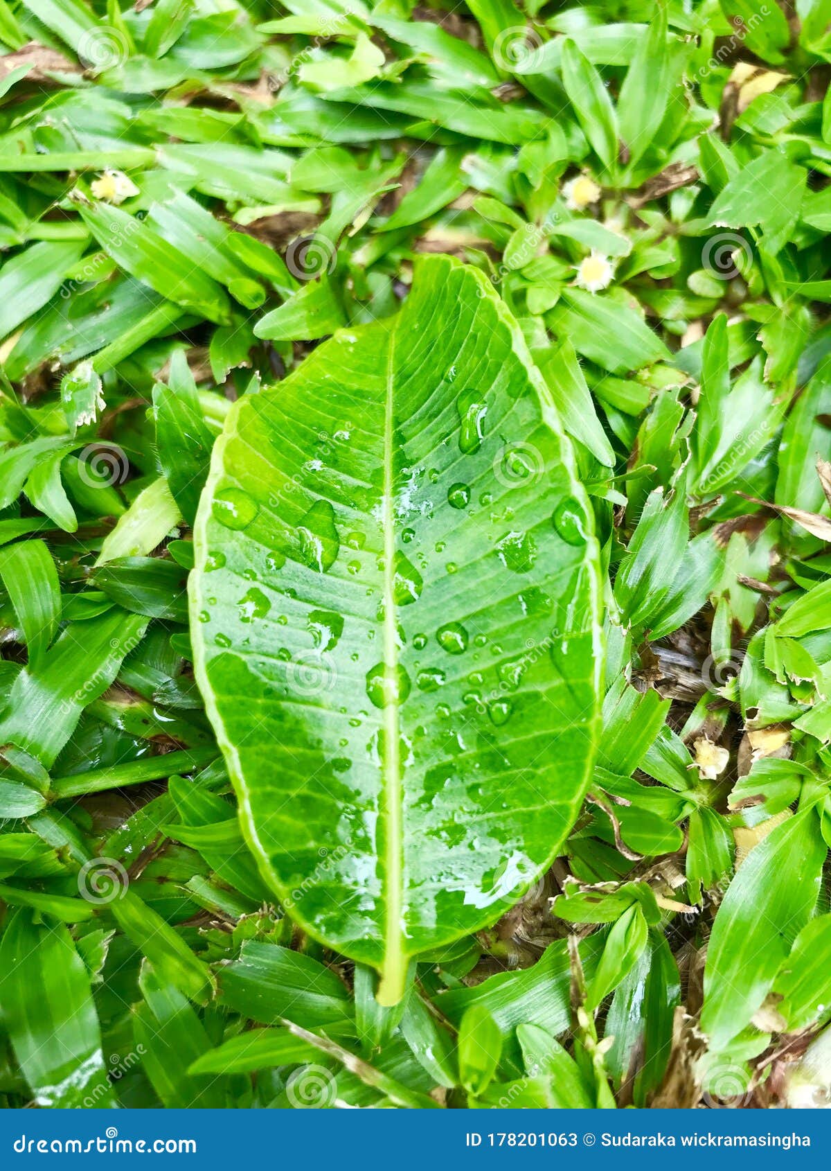 Green leaf stock image. Image of fallen, green, abaralla - 178201063