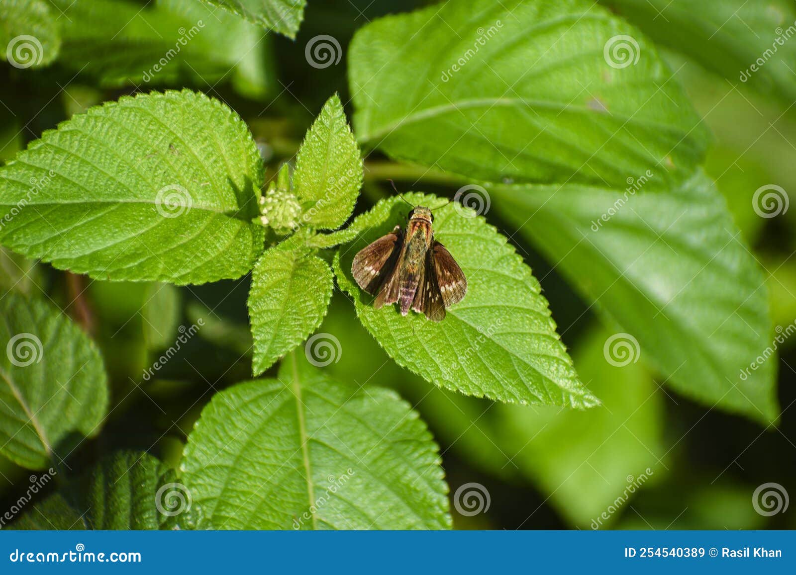 Green Leaf and Grass Insects Stock Image - Image of leaf, botany: 254540389