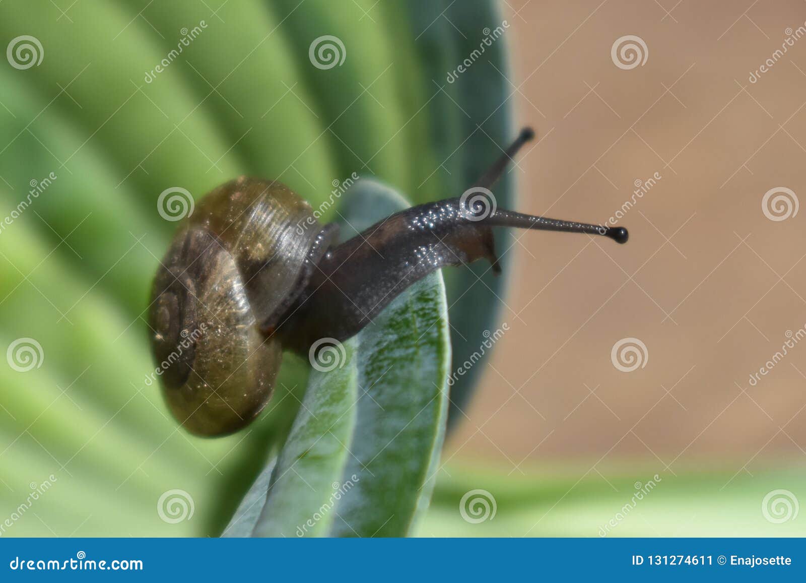 Gray snail stock image. Image of gray, leaf, green, antenna - 131274611