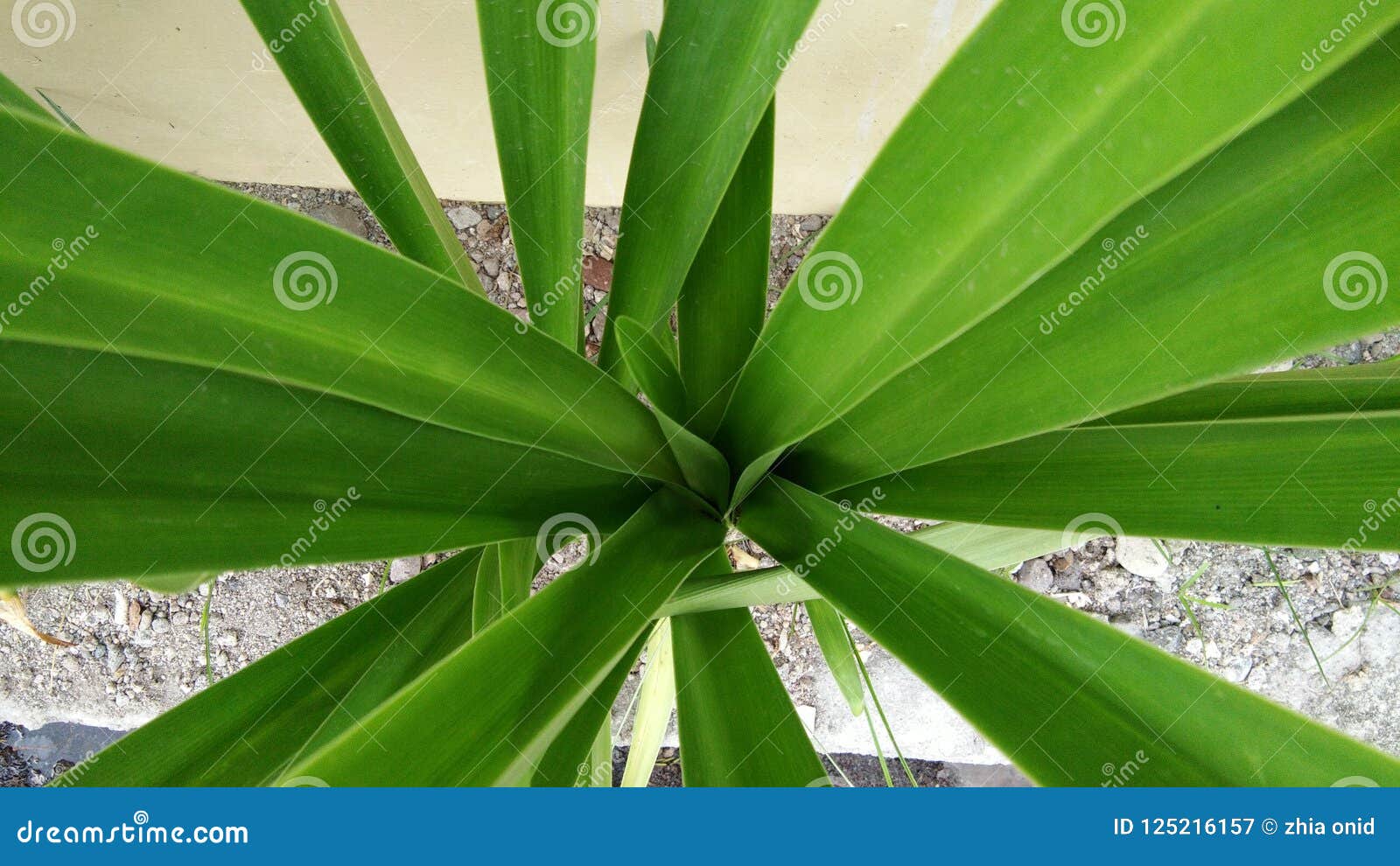 Green leaf stock image. Image of greenish, color, leaf - 125216157