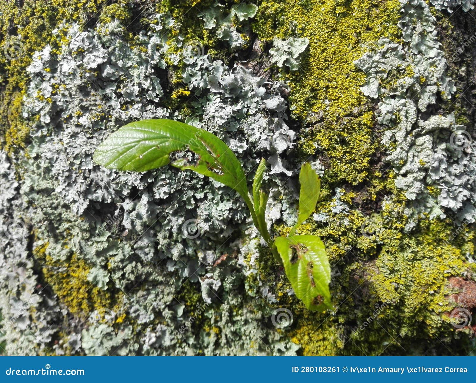 Green Leaf Growing on a Tree Trunk Stock Image - Image of grows, autumn ...