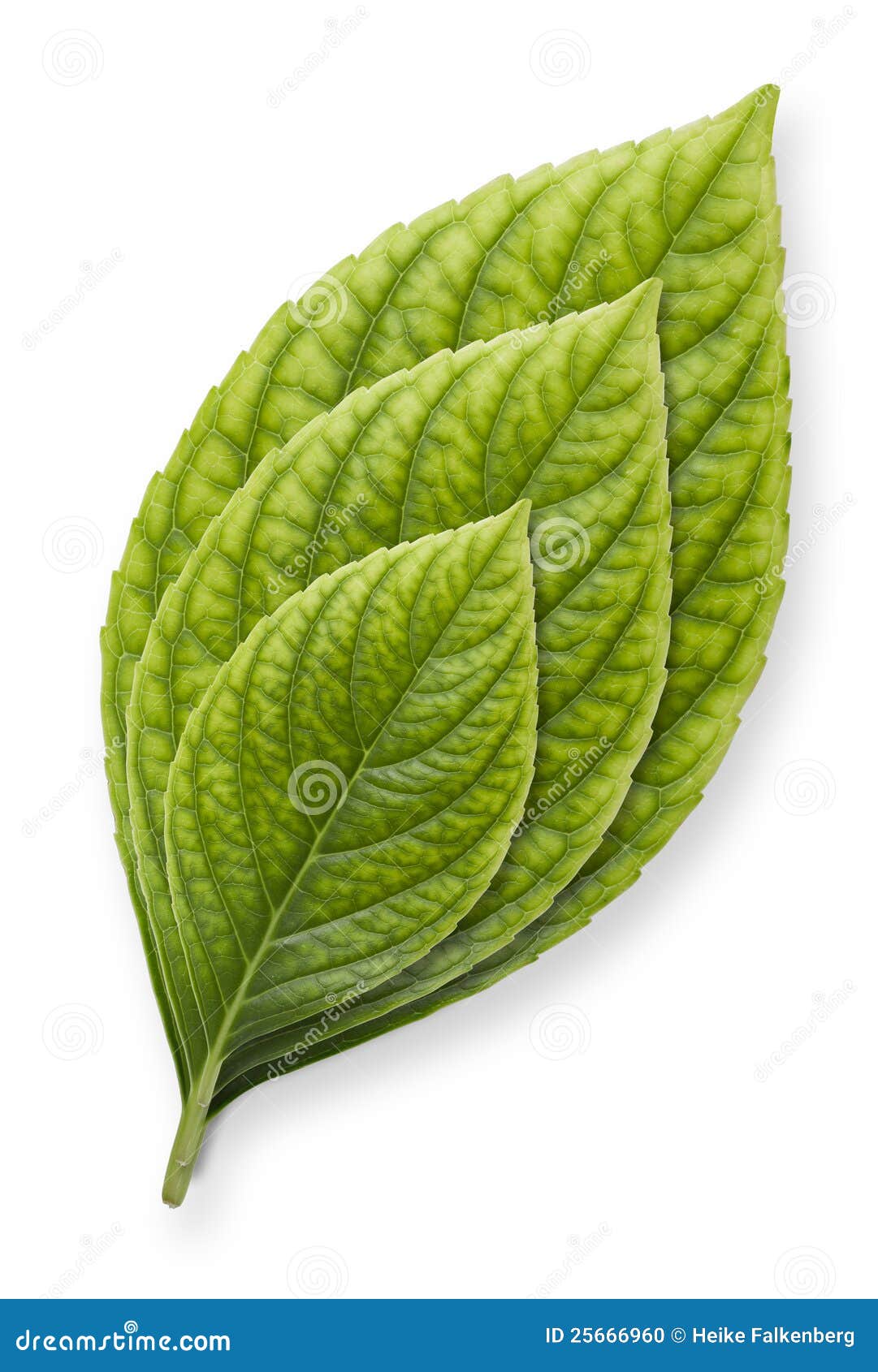 Green Leaf in Growth Stages Stock Photo - Image of closeup, organic ...