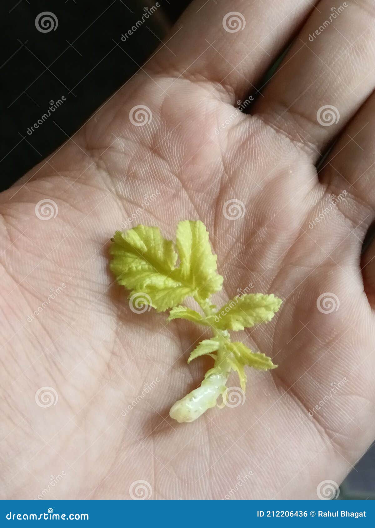 Green leaf on hand stock photo. Image of hands, produce - 212206436