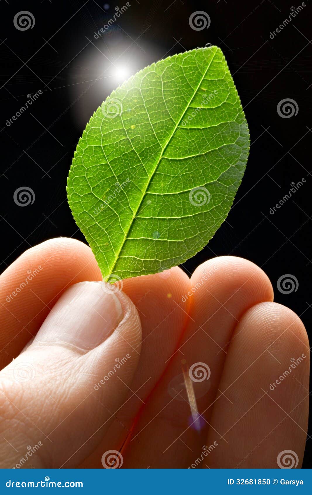 Green leaf in hand stock photo. Image of idea, human - 32681850