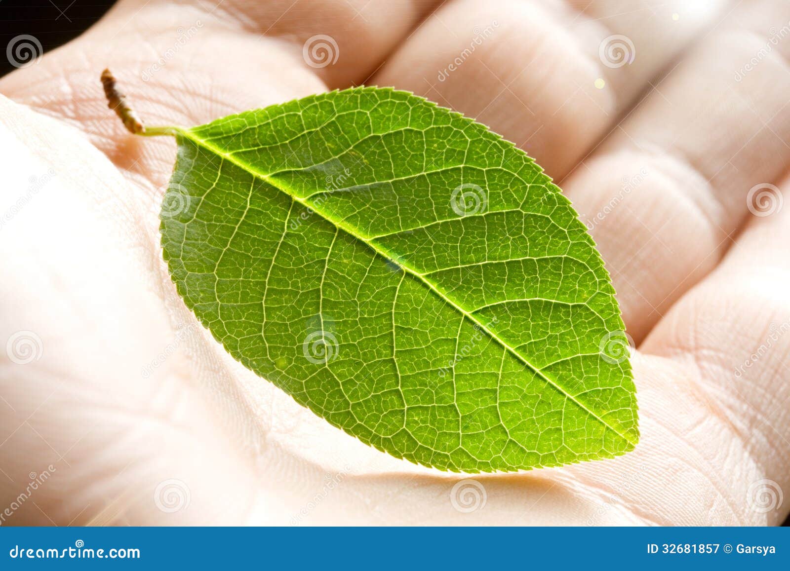 Green leaf in hand stock image. Image of botany, human - 32681857