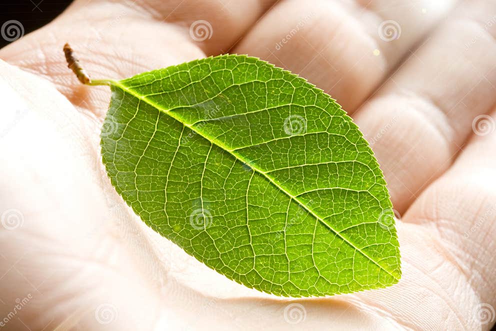 Green leaf in hand stock image. Image of botany, human - 32681857