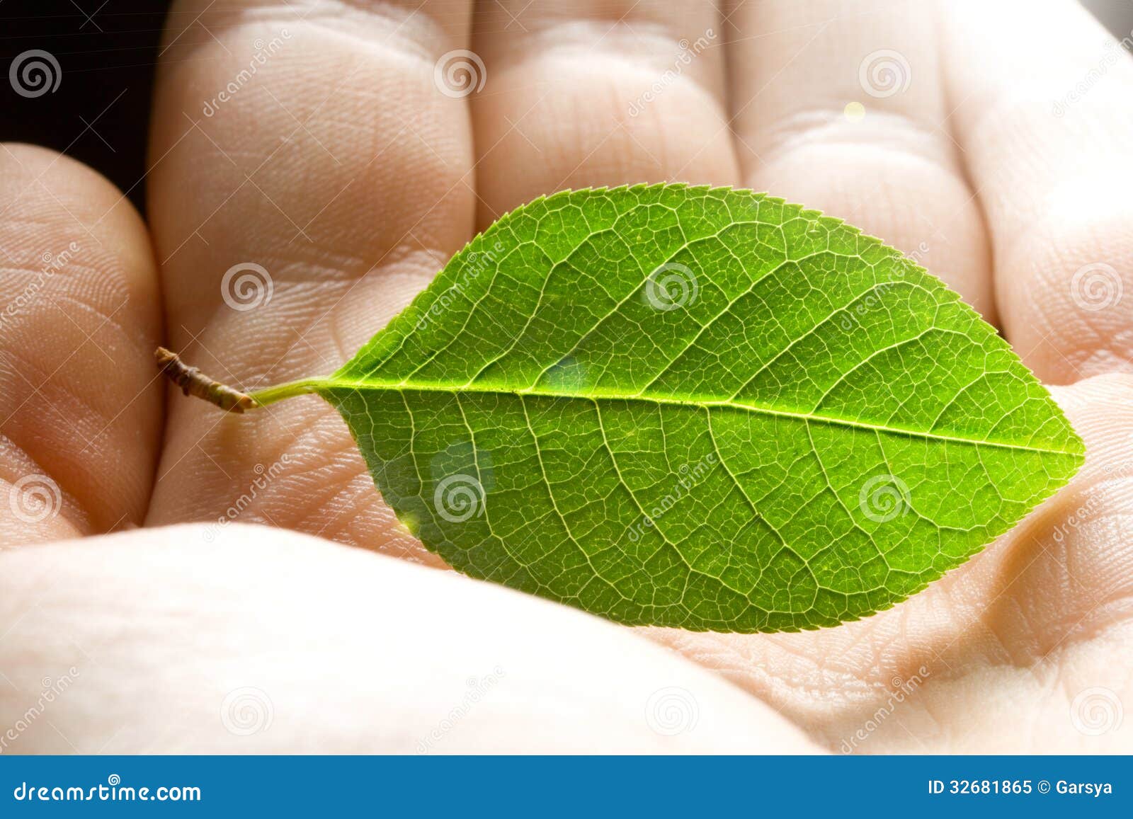 Green leaf in hand stock image. Image of finger, ecology - 32681865