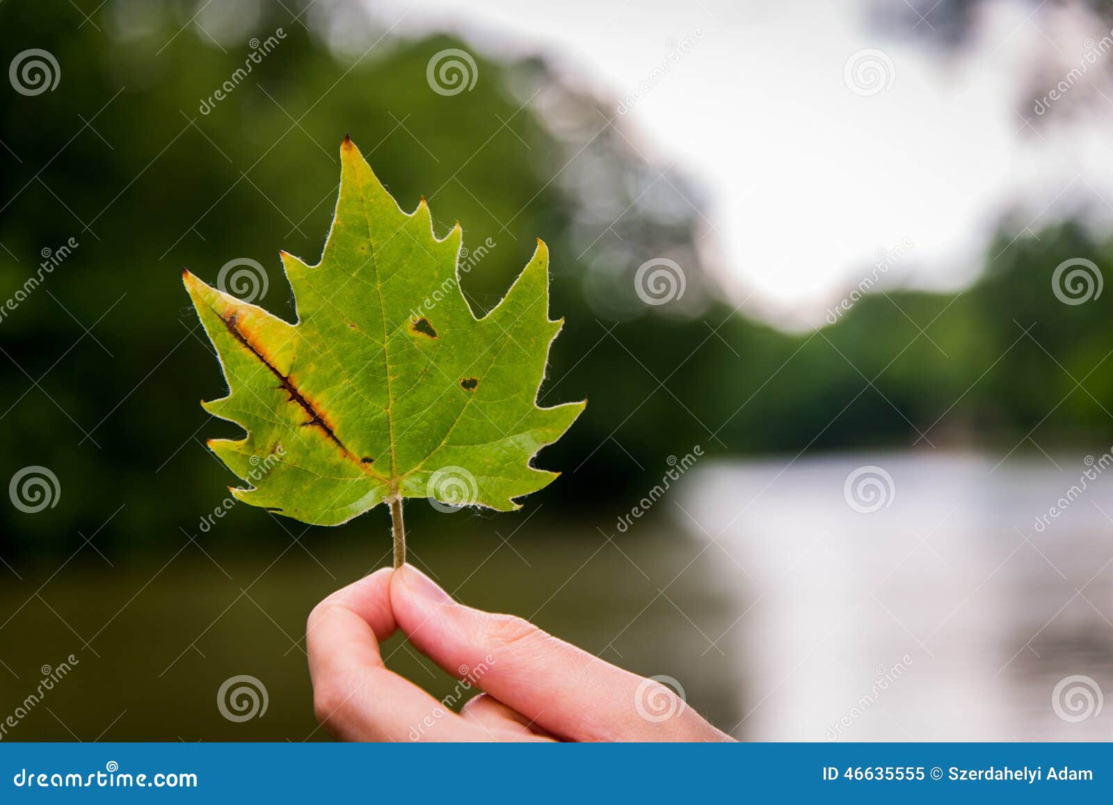 Green leaf in hand stock image. Image of ideas, concepts - 46635555