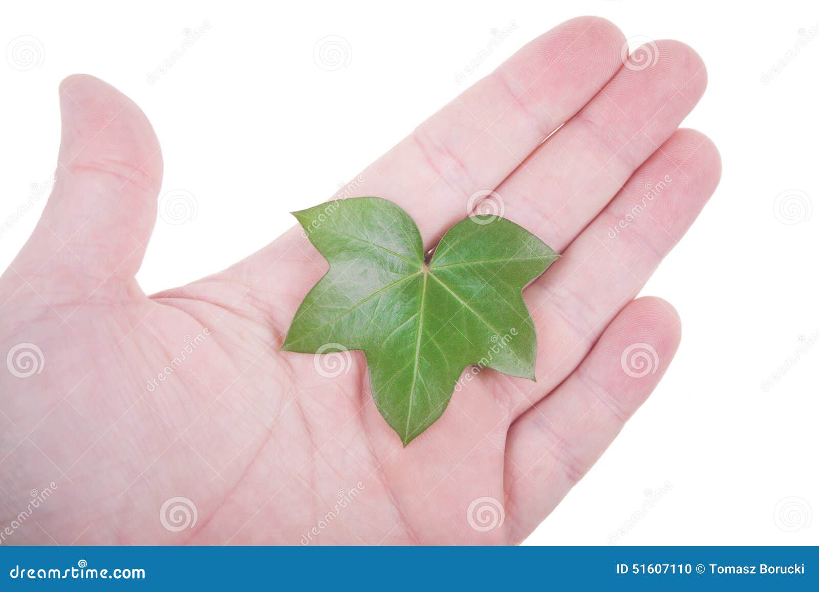Green leaf on hand stock photo. Image of concept, flora - 51607110