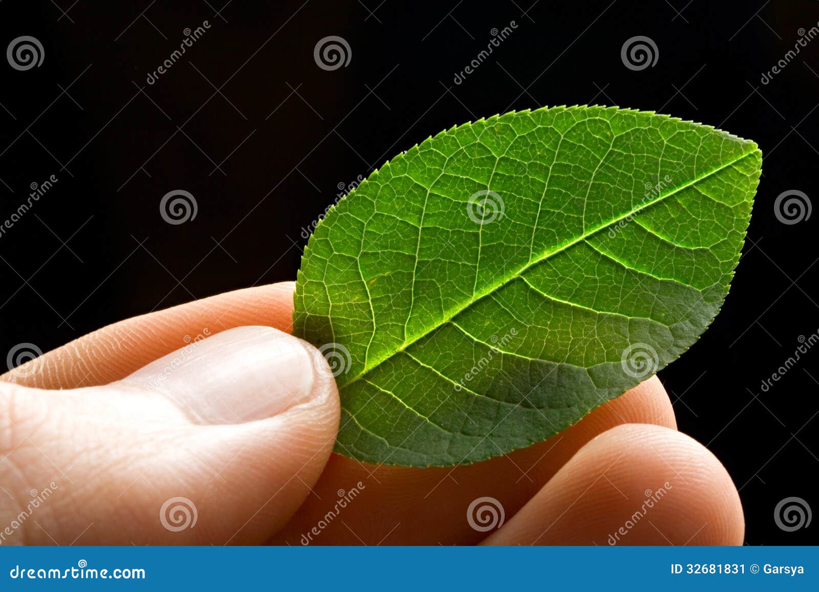 Green leaf in hand stock image. Image of horizontal, foliage - 32681831