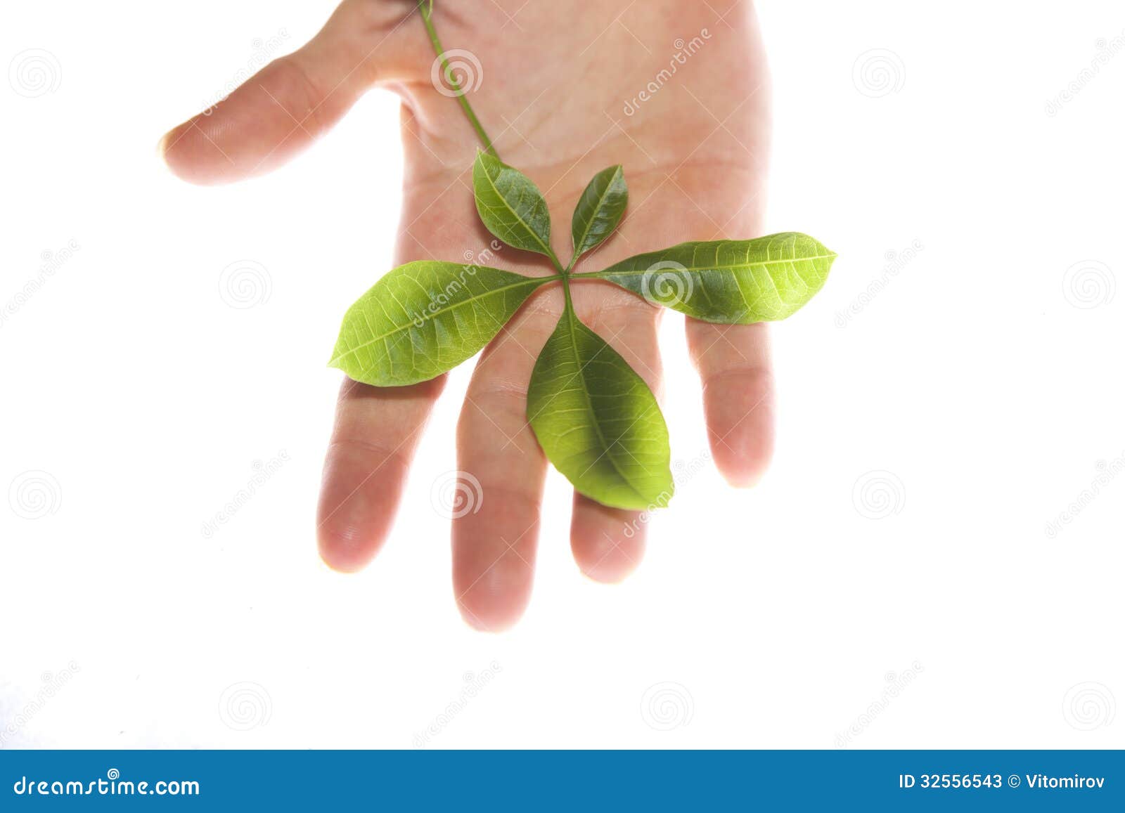 Green leaf in the hand stock image. Image of detail, natural - 32556543