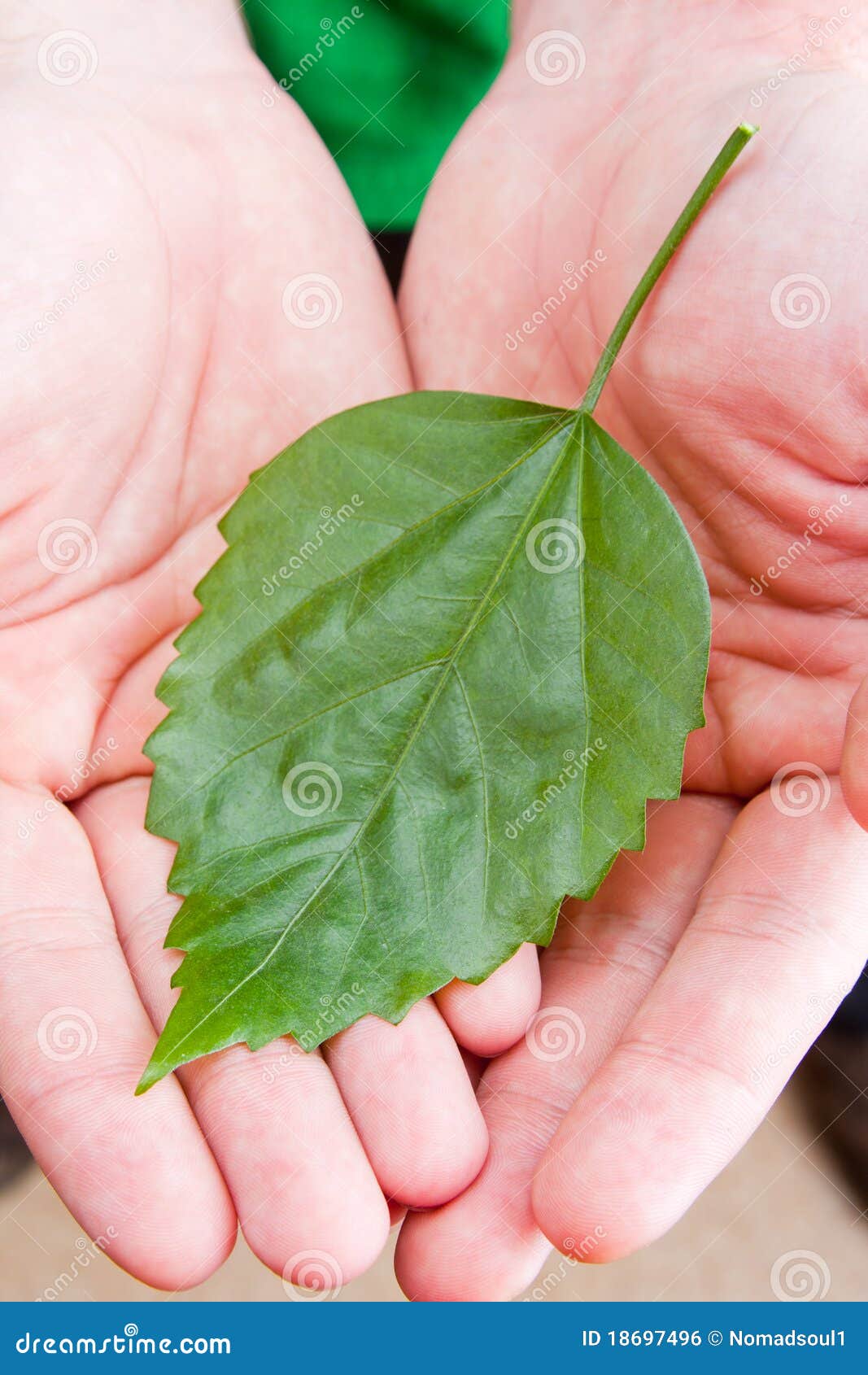Green leaf in hands stock photo. Image of origins, gardening - 18697496