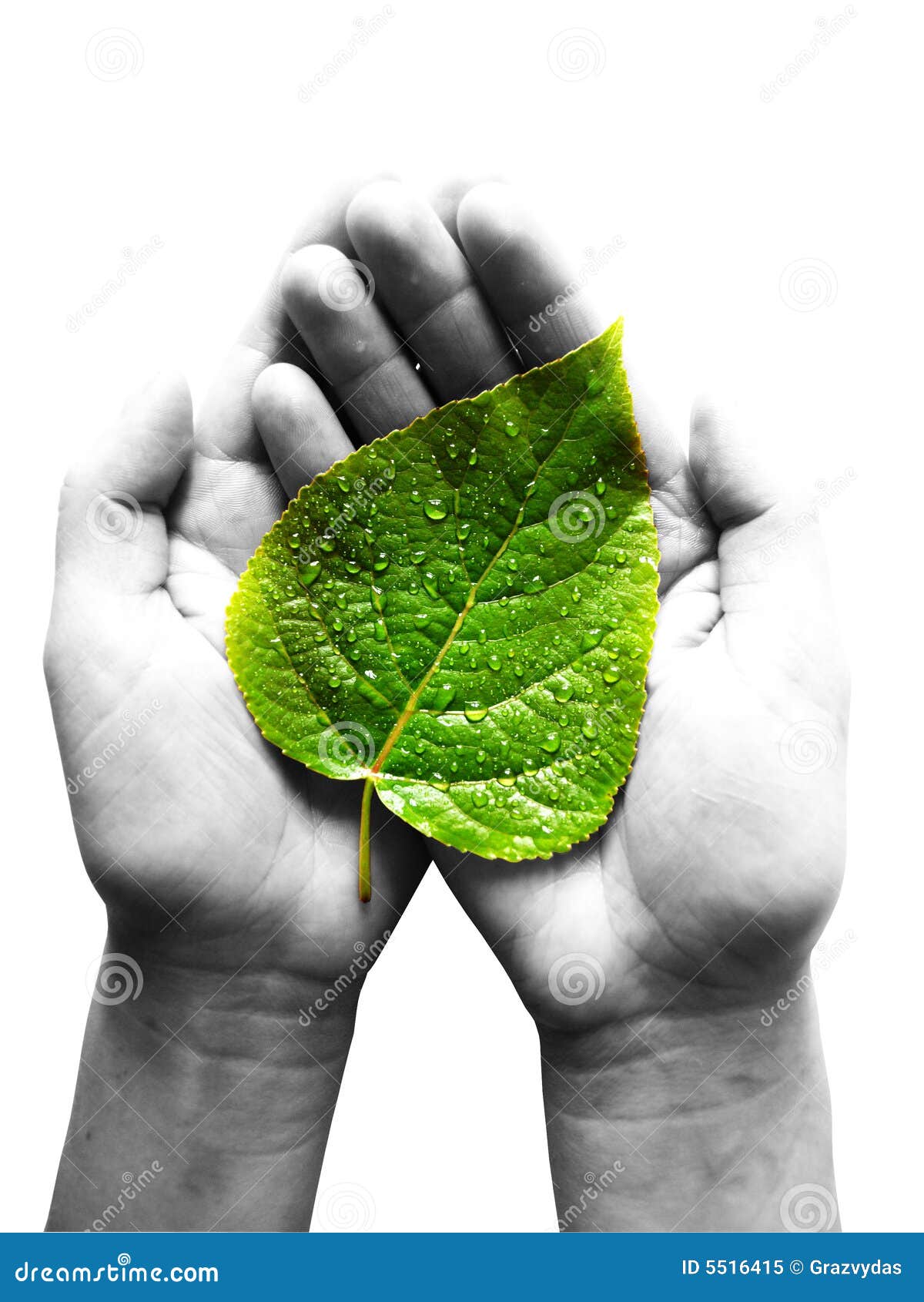 Green leaf at hands stock image. Image of hold, background - 5516415