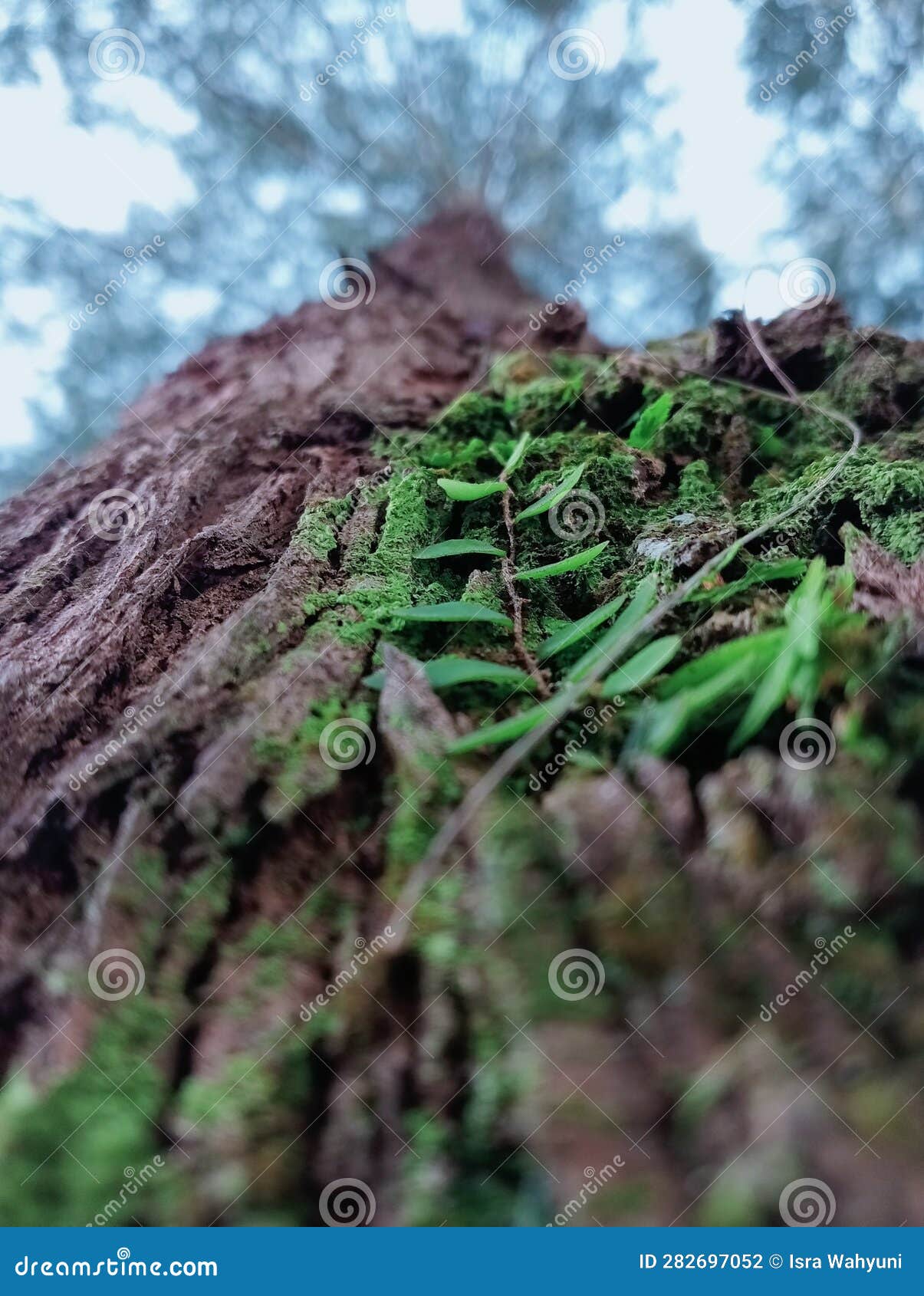 Green Leaf Hanging on the Big Tree Stock Photo - Image of hangingon ...