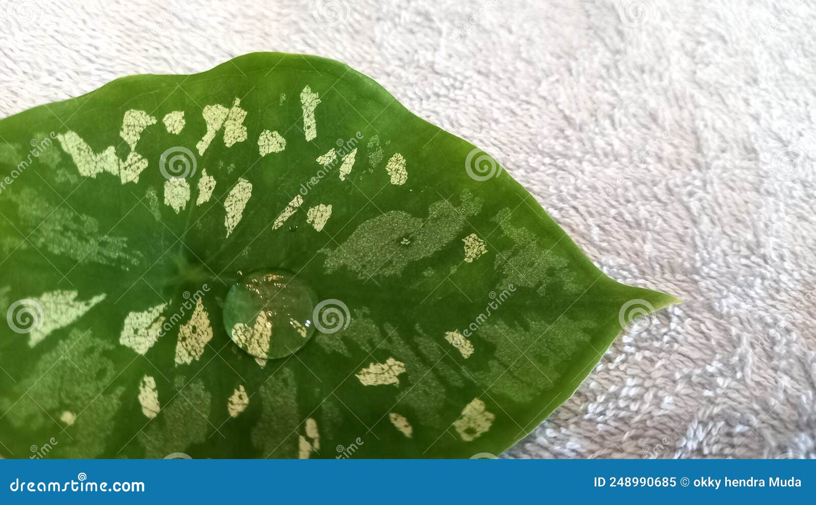 Green leaf has a tear stock image. Image of leafhas - 248990685