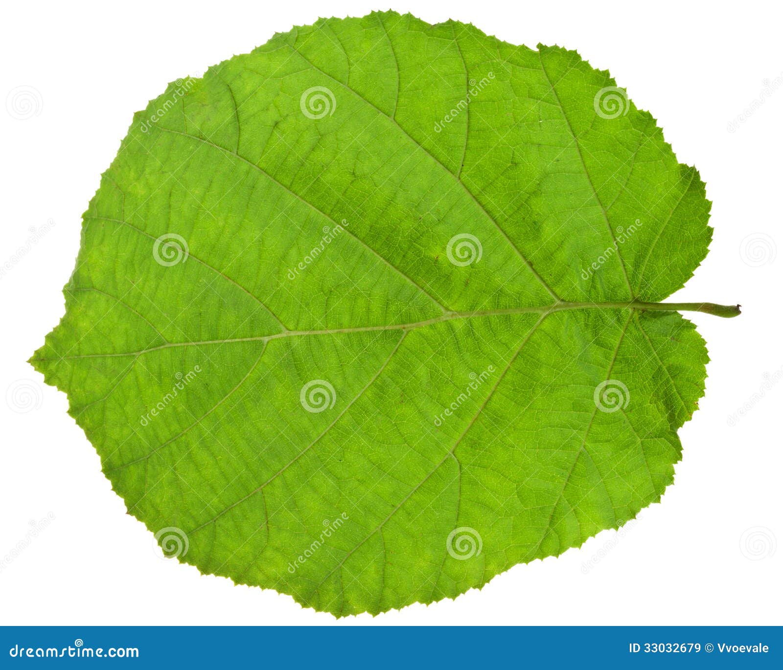 Green leaf of hazel tree stock image. Image of flora - 33032679
