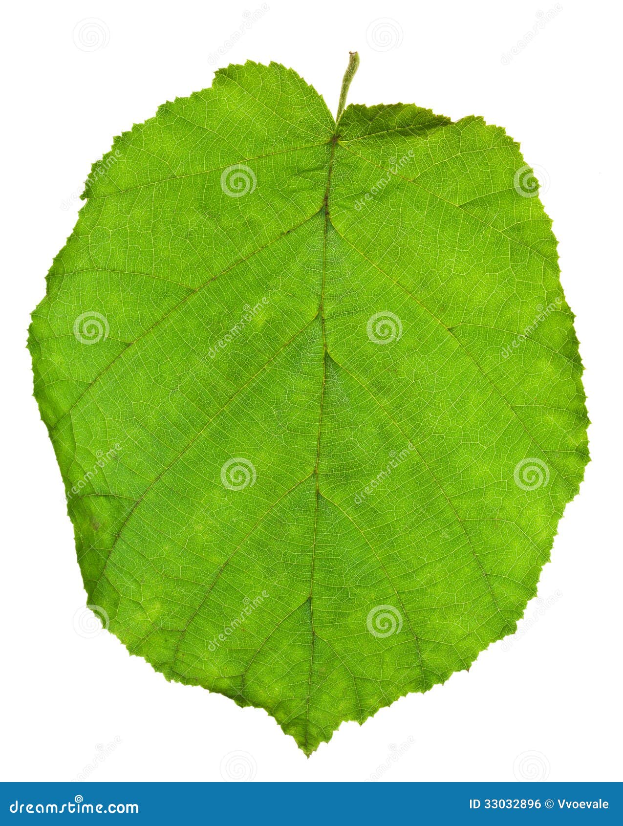 Green leaf of hazel tree stock photo. Image of vein, plant - 33032896
