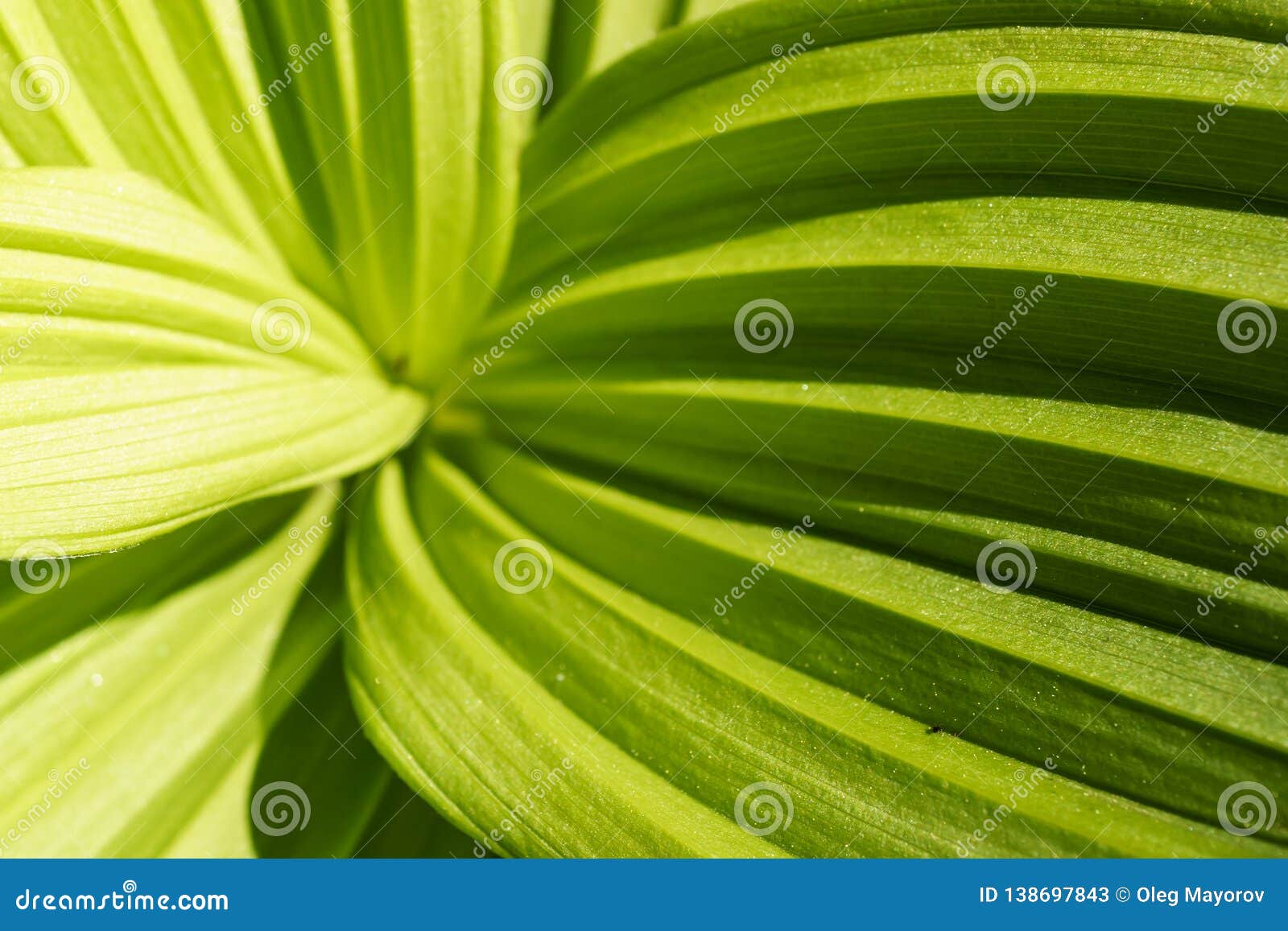 Green Leaf of Helleborine Abstract Macro Background. Stock Image ...