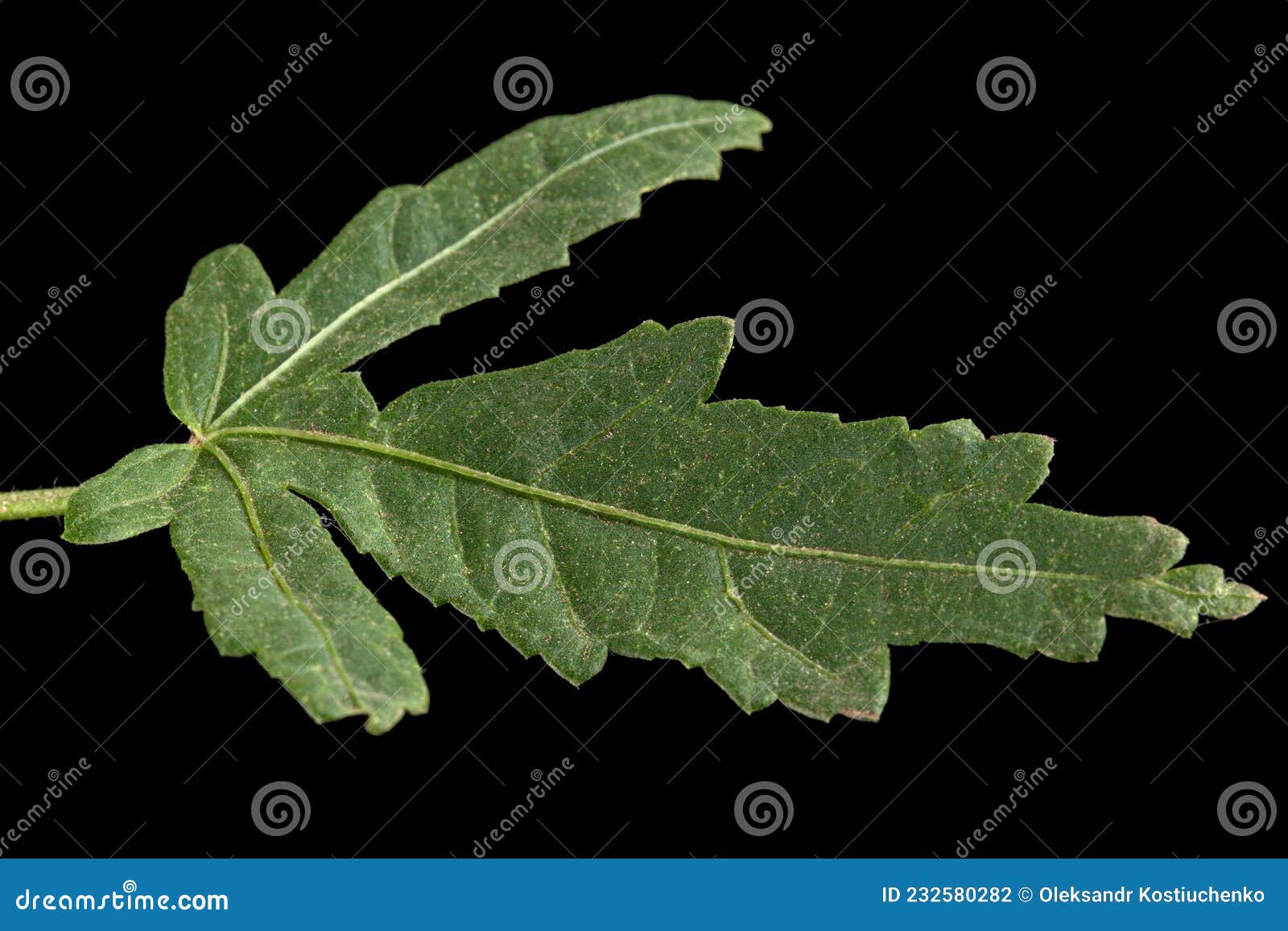Green Leaf of Hibiscus, Isolated on Black Background Stock Photo ...