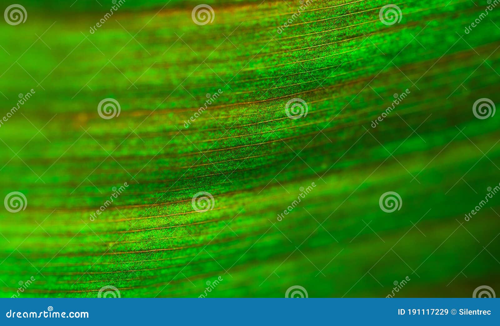 Green Leaf at High Magnification with a Clear Structure Stock Image ...