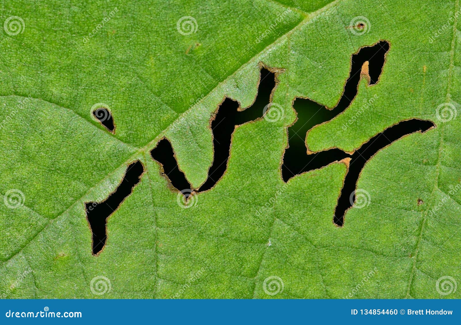 Maple Leaf Damage from Insects. Stock Photo - Image of conservation ...