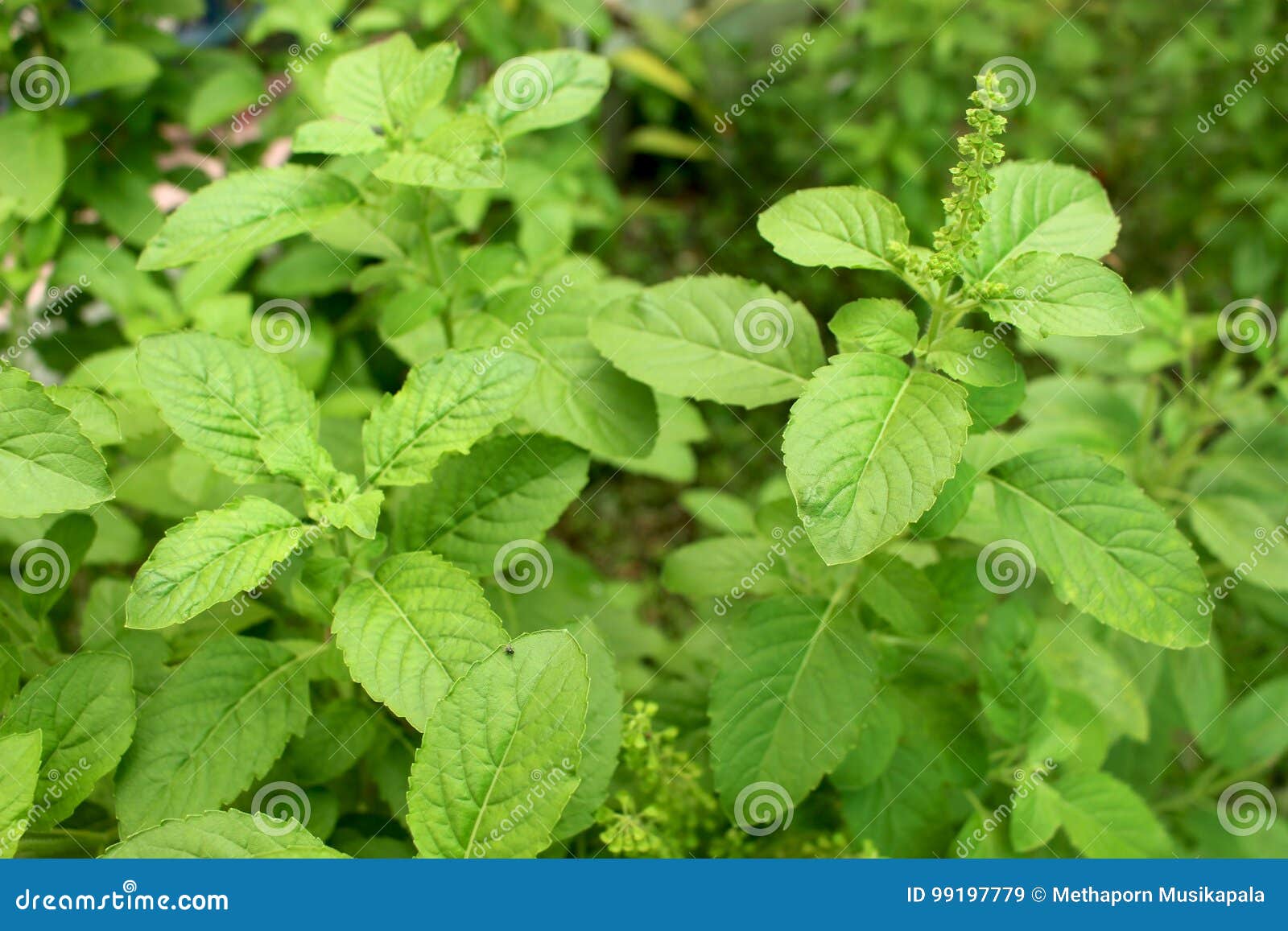 Holy Basil stock image. Image of plant, spring, color - 99197779
