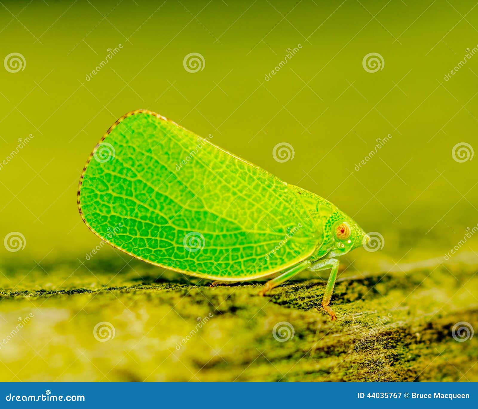 Green Leaf-hopper stock image. Image of wildlife, leafhopper - 44035767