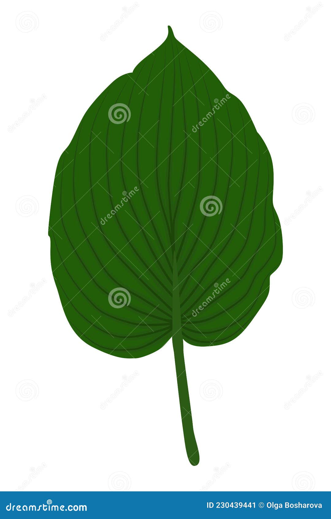 Green Leaf of the Host Plant Plantain Logo Icon Stock Vector ...