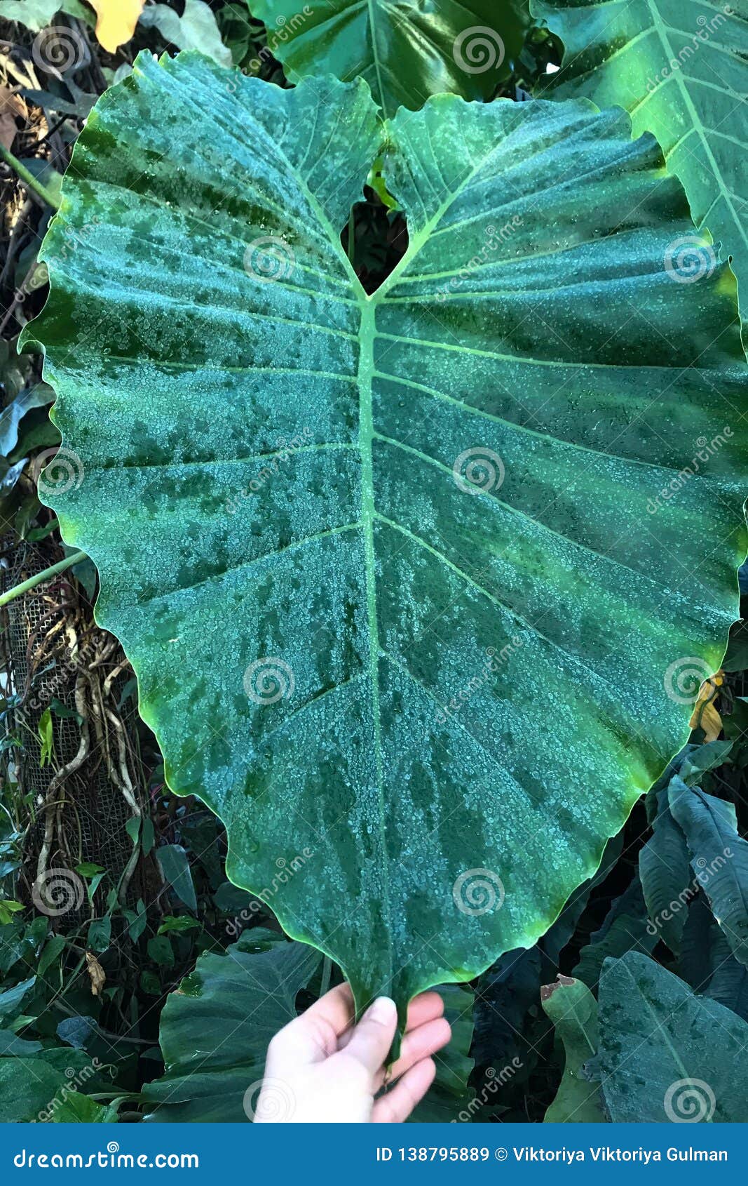 Green leaf with human hand stock image. Image of environment - 138795889