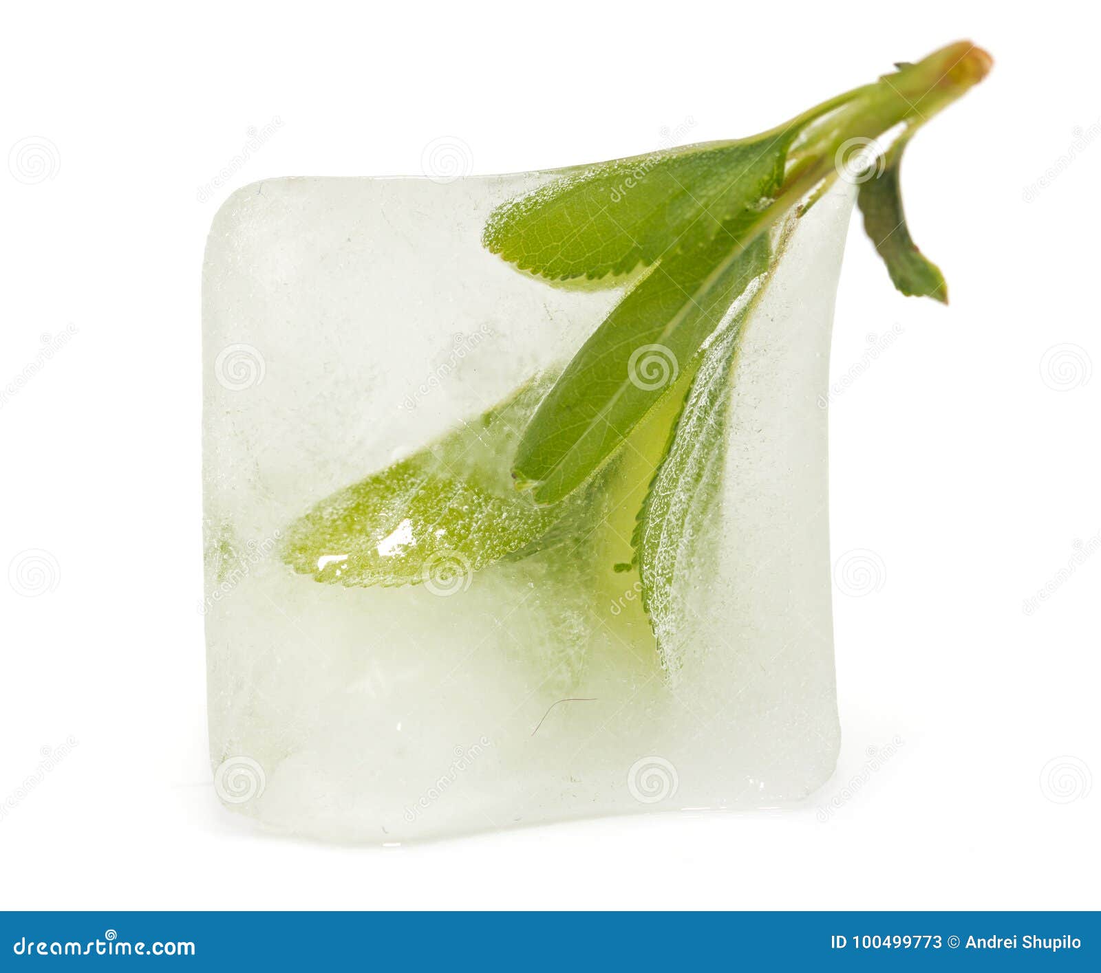 Green Leaf in Ice on a White Background Stock Image - Image of isolated ...