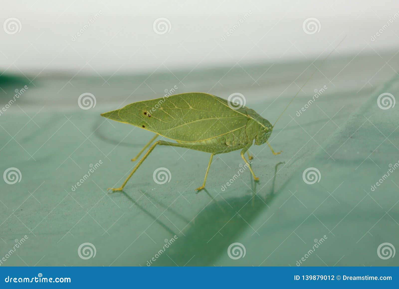 Green leaf insect stock photo. Image of green, closeup - 139879012