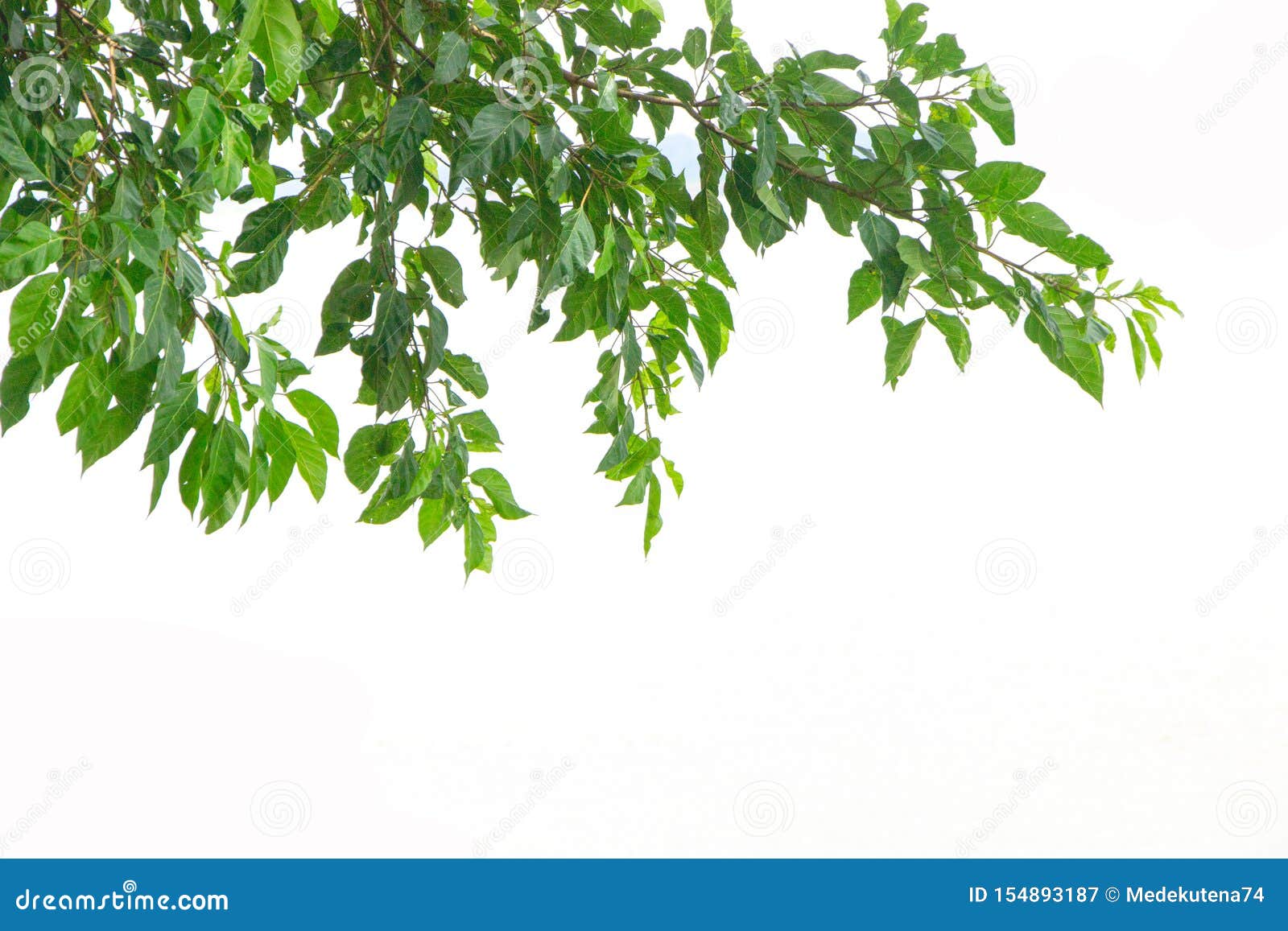 Green Leaf Isolate Background Stock Image - Image of grows, plant ...