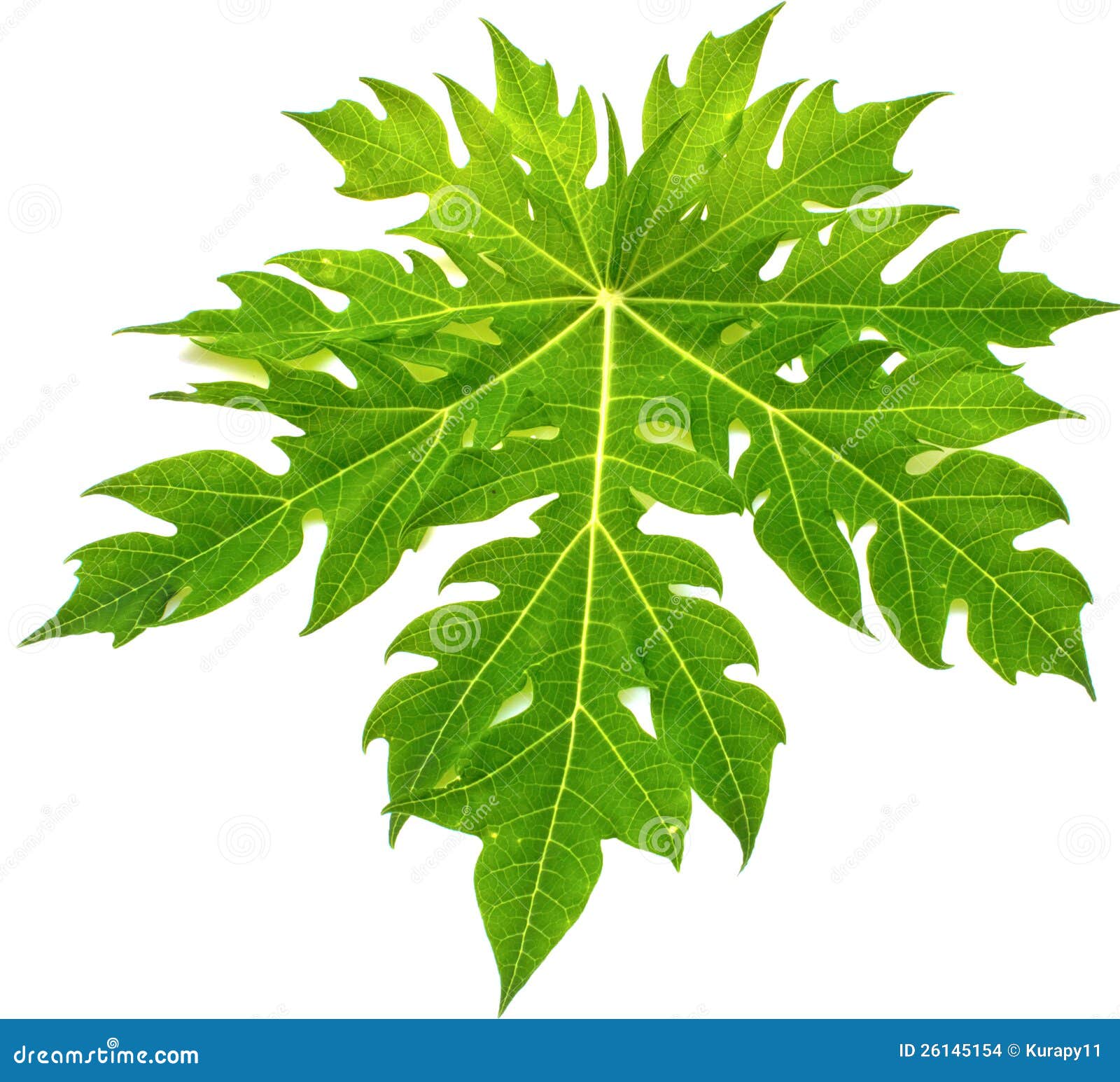 Green Leaf Isolate on White Stock Photo - Image of texture, natural ...