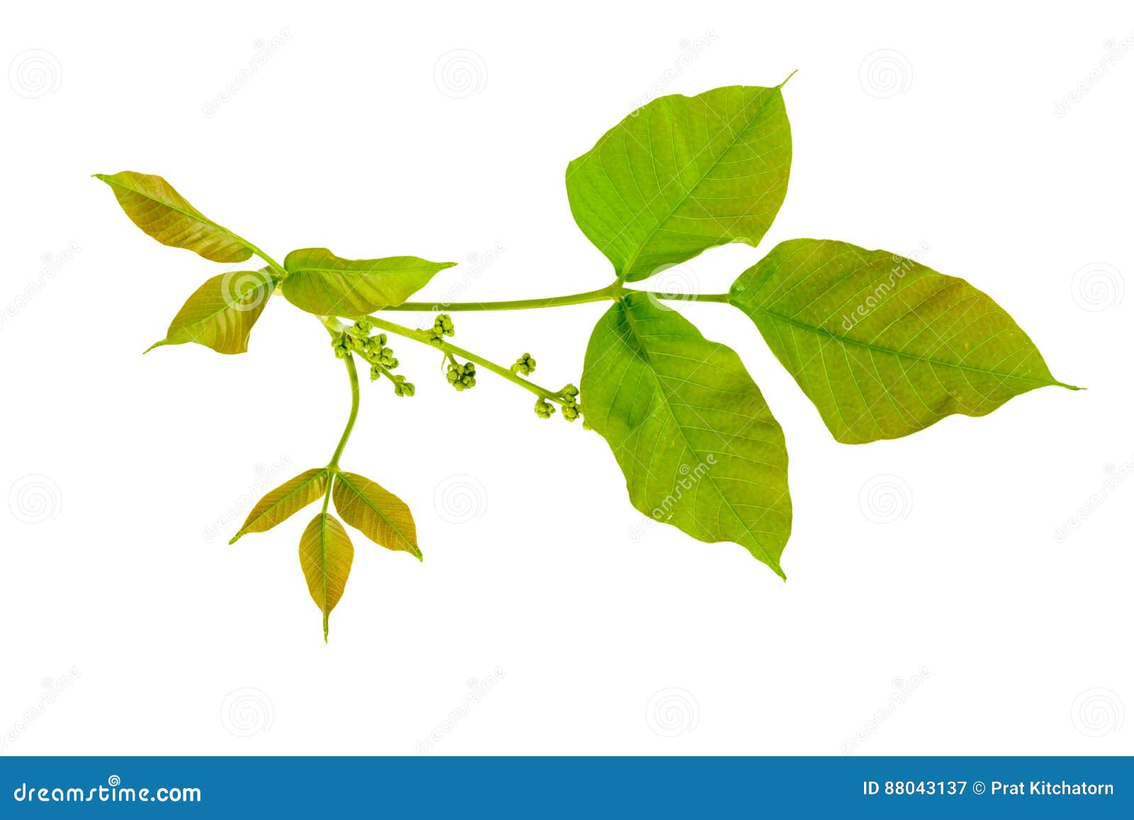 Green leaf isolate stock image. Image of park, environment - 88043137