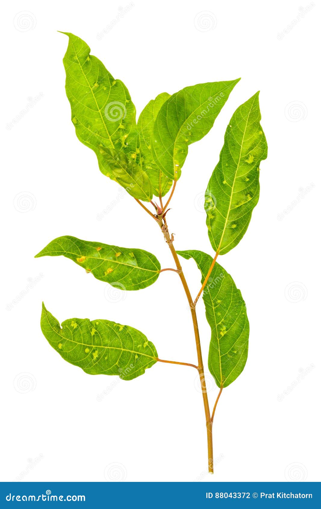 Green leaf isolate stock photo. Image of forest, object - 88043372