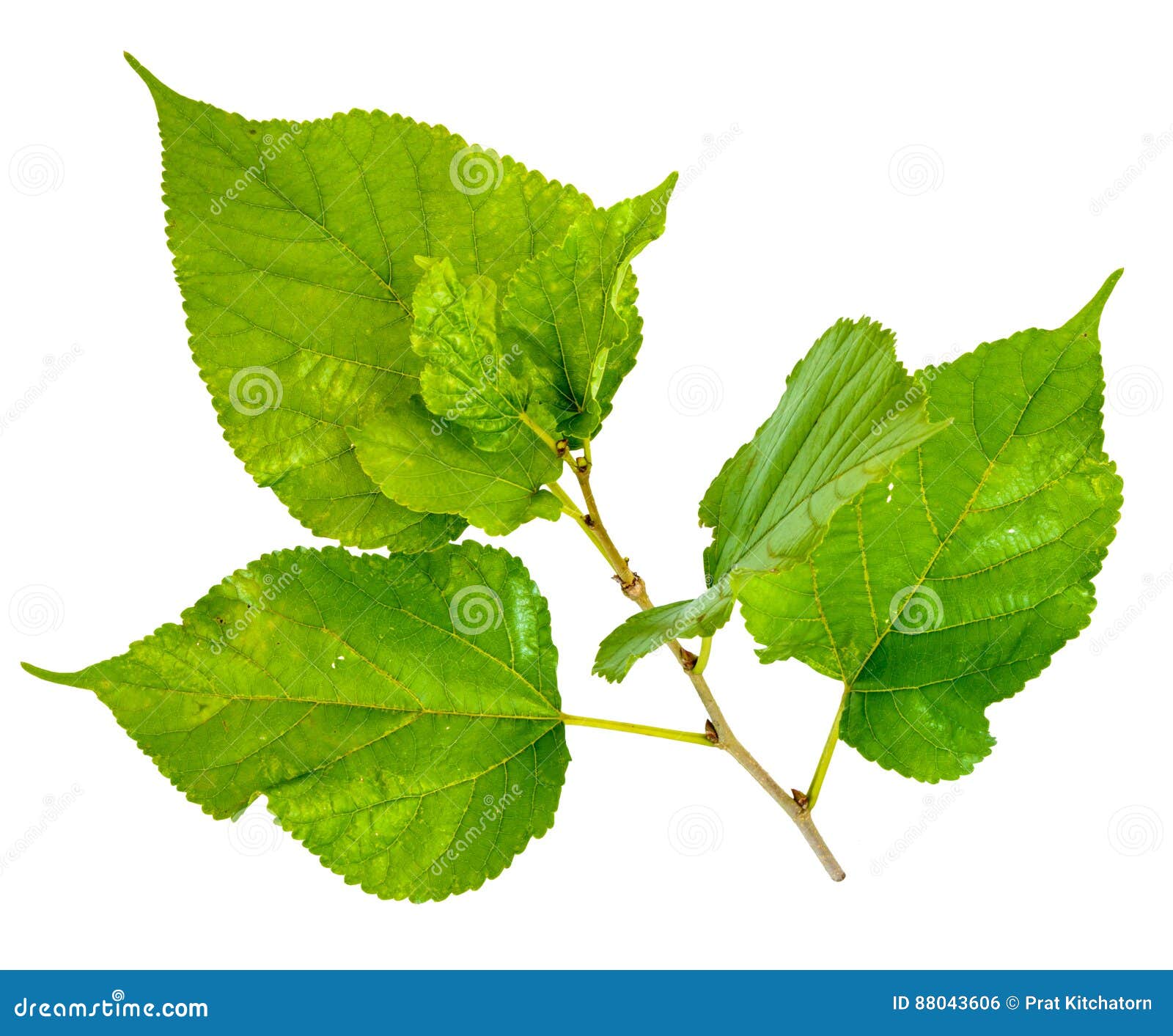 Green leaf isolate stock photo. Image of floral, leave - 88043606