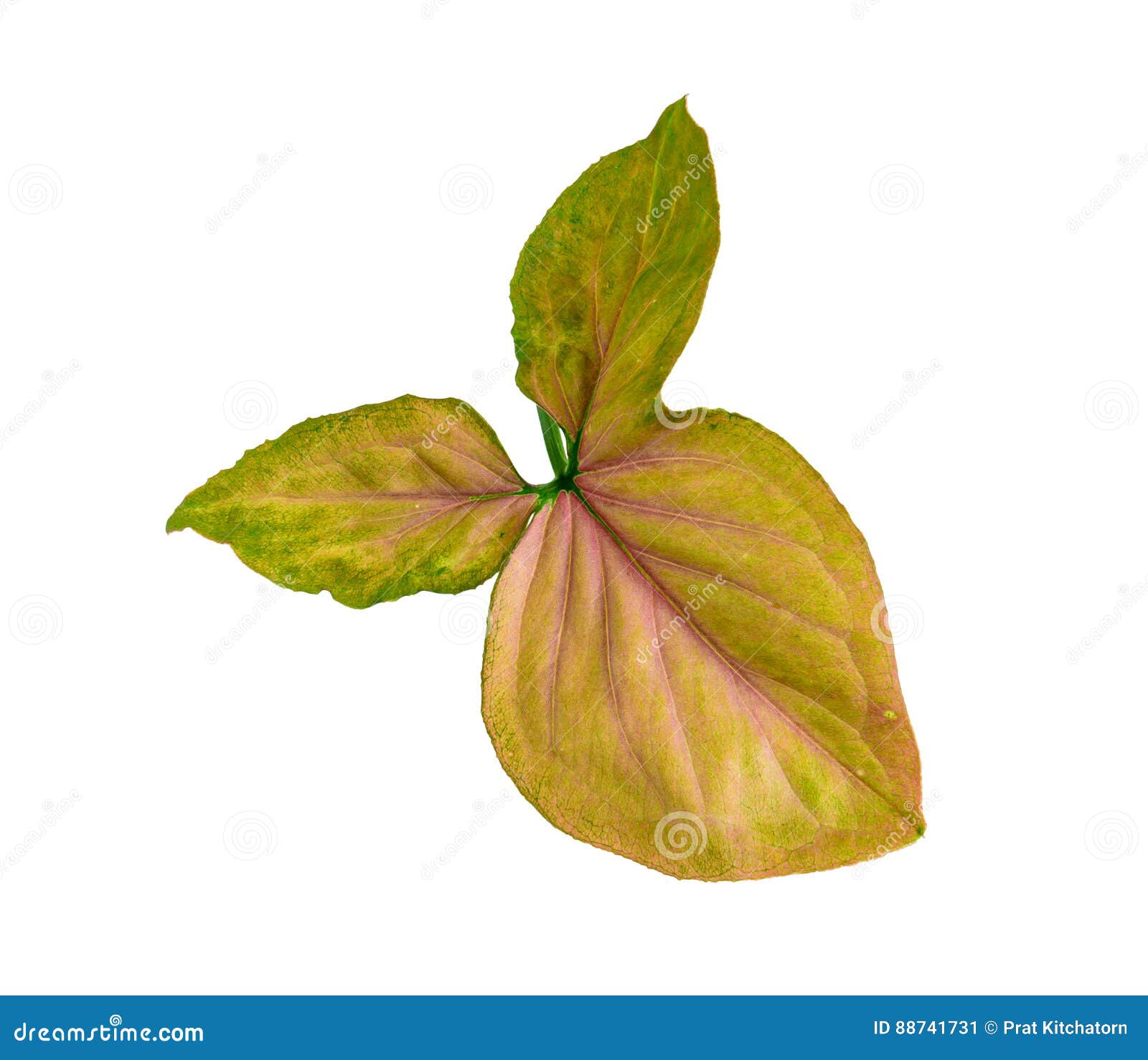Green leaf isolate stock image. Image of foliage, nature - 88741731