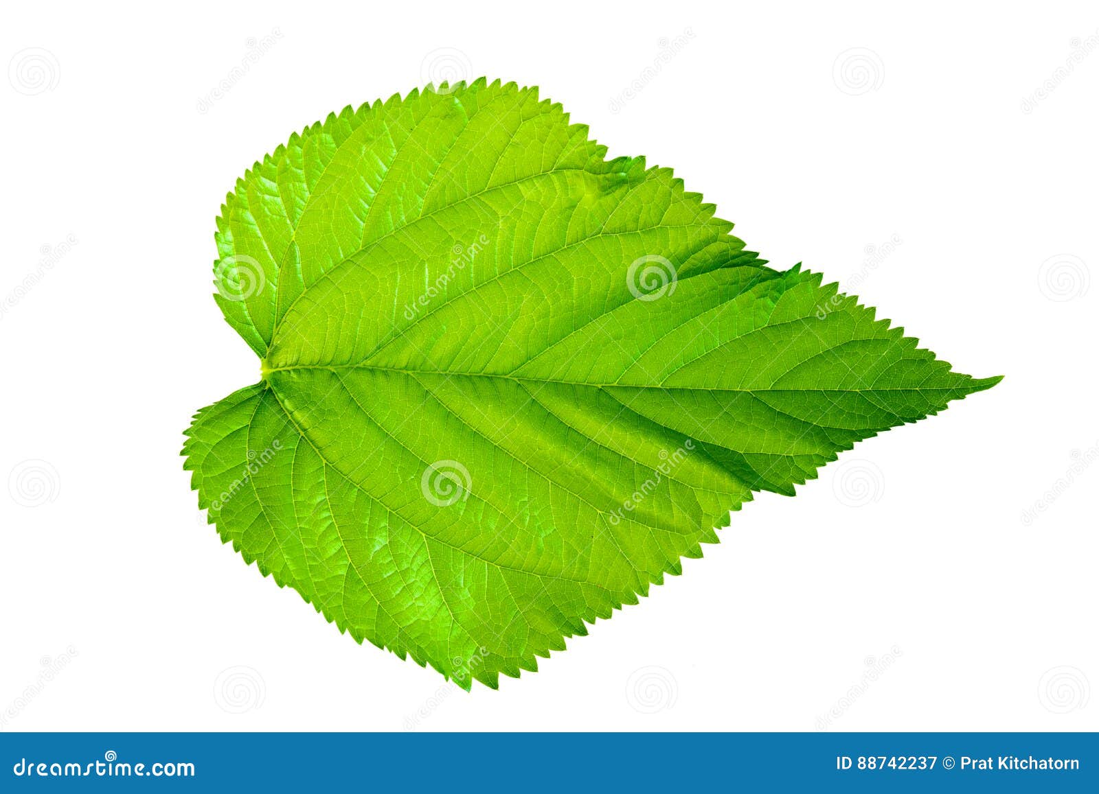 Green leaf isolate stock image. Image of object, background - 88742237