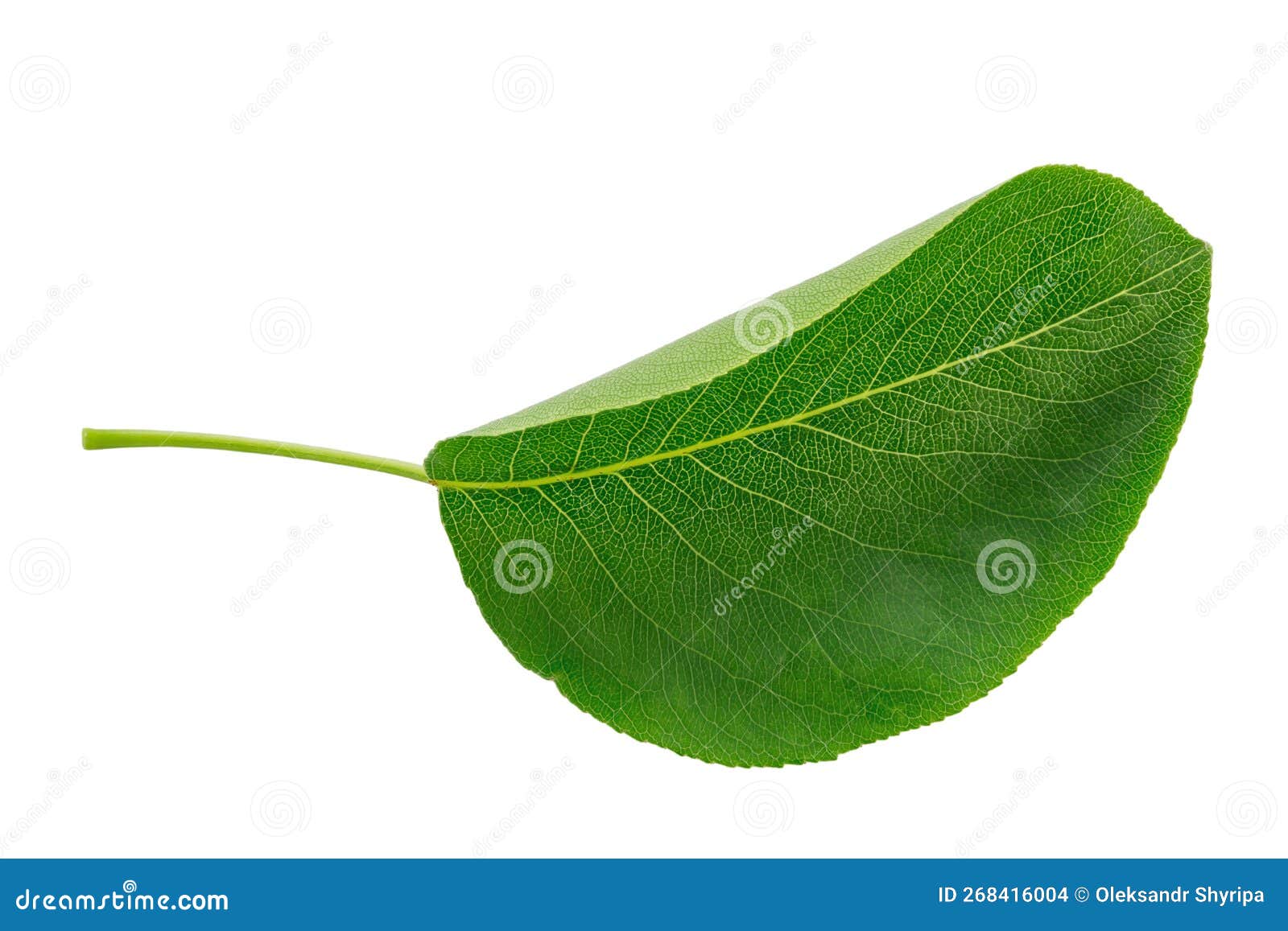 Green Leaf Isolated. Plum Leaf on White Background Stock Photo - Image ...
