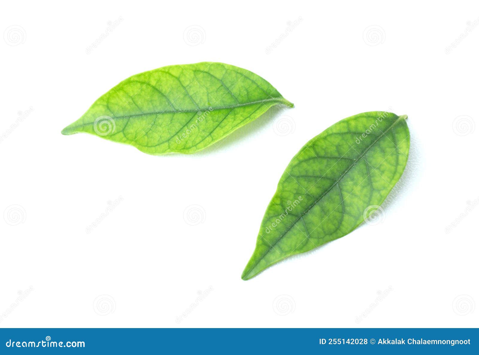 Green Leaf Isolated on the White Background Stock Photo - Image of ...