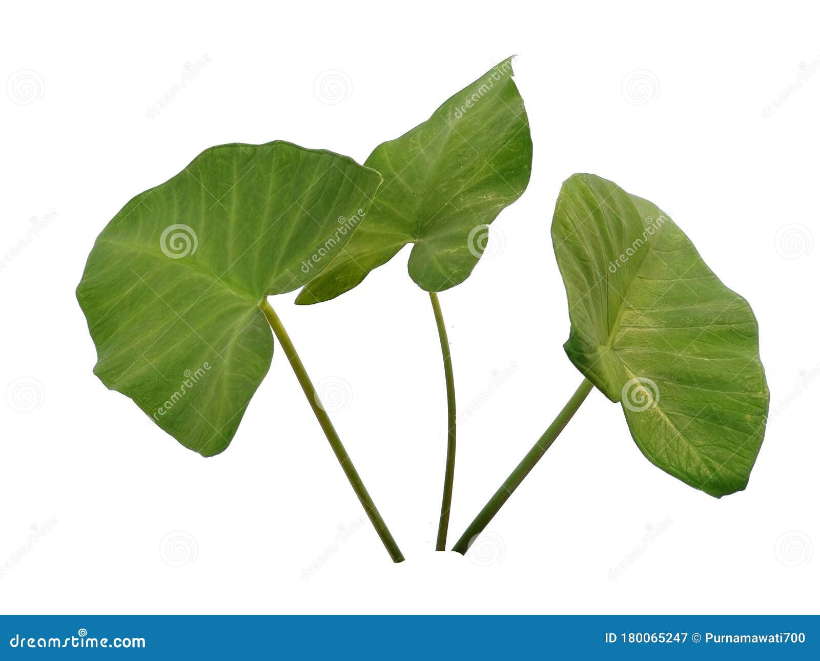 Eddoe Leaves or Wild Taro Leaf on White Background. Stock Image - Image ...