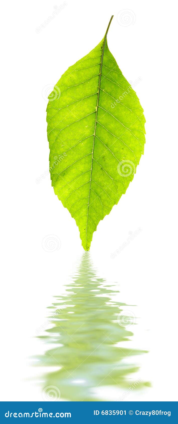 Green Leaf and Its Reflection Stock Image - Image of seasonal, leaf ...